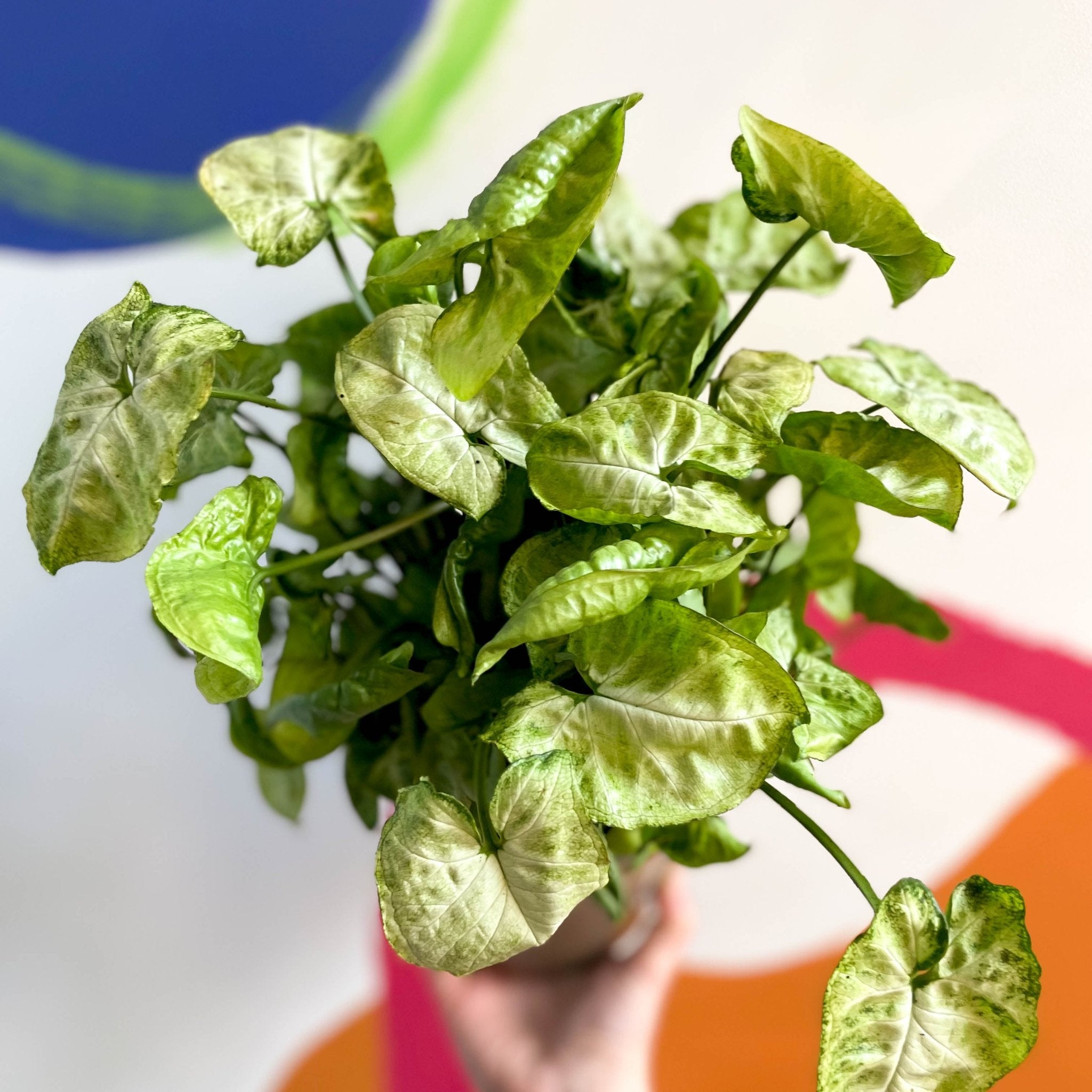 Arrowhead Vine - Syngonium podophyllum 'White Butterfly' - British Gro ...