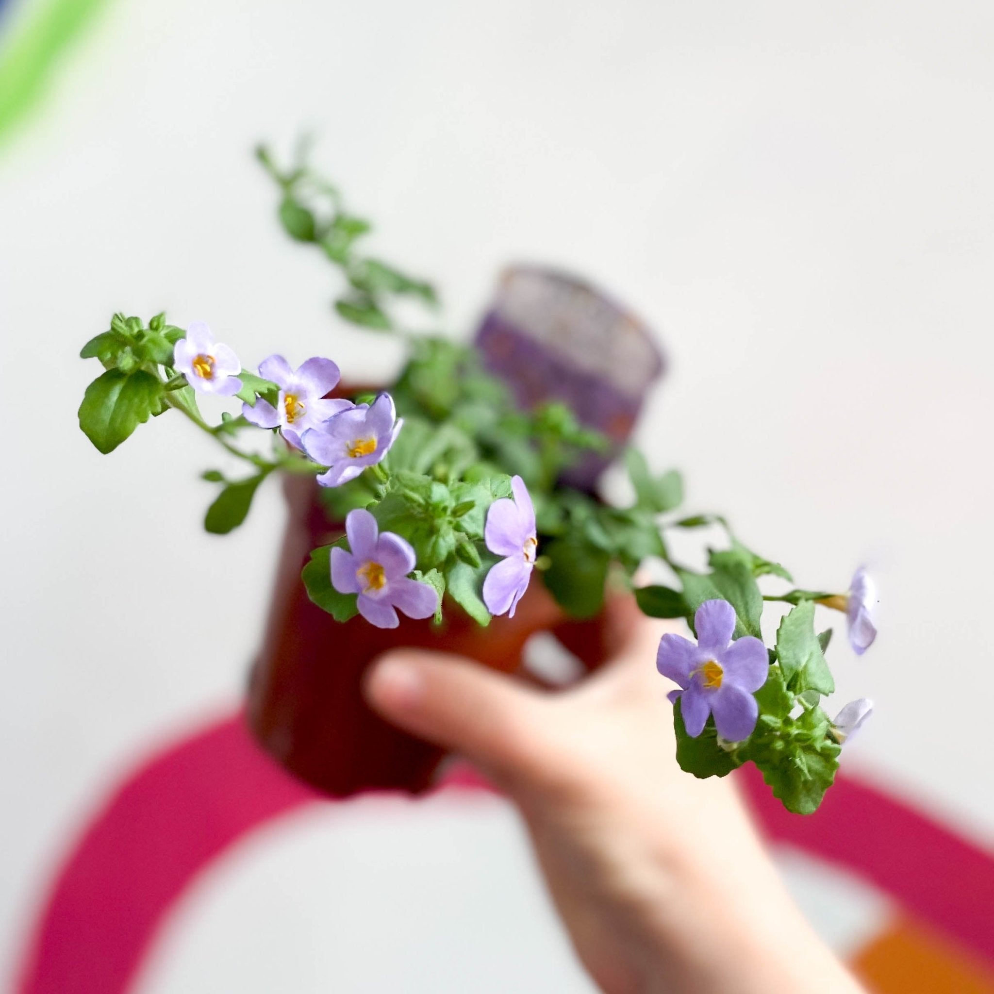 Bacopa - Chaenostoma 'Megacopa Blue' - British Grown Perennial ...