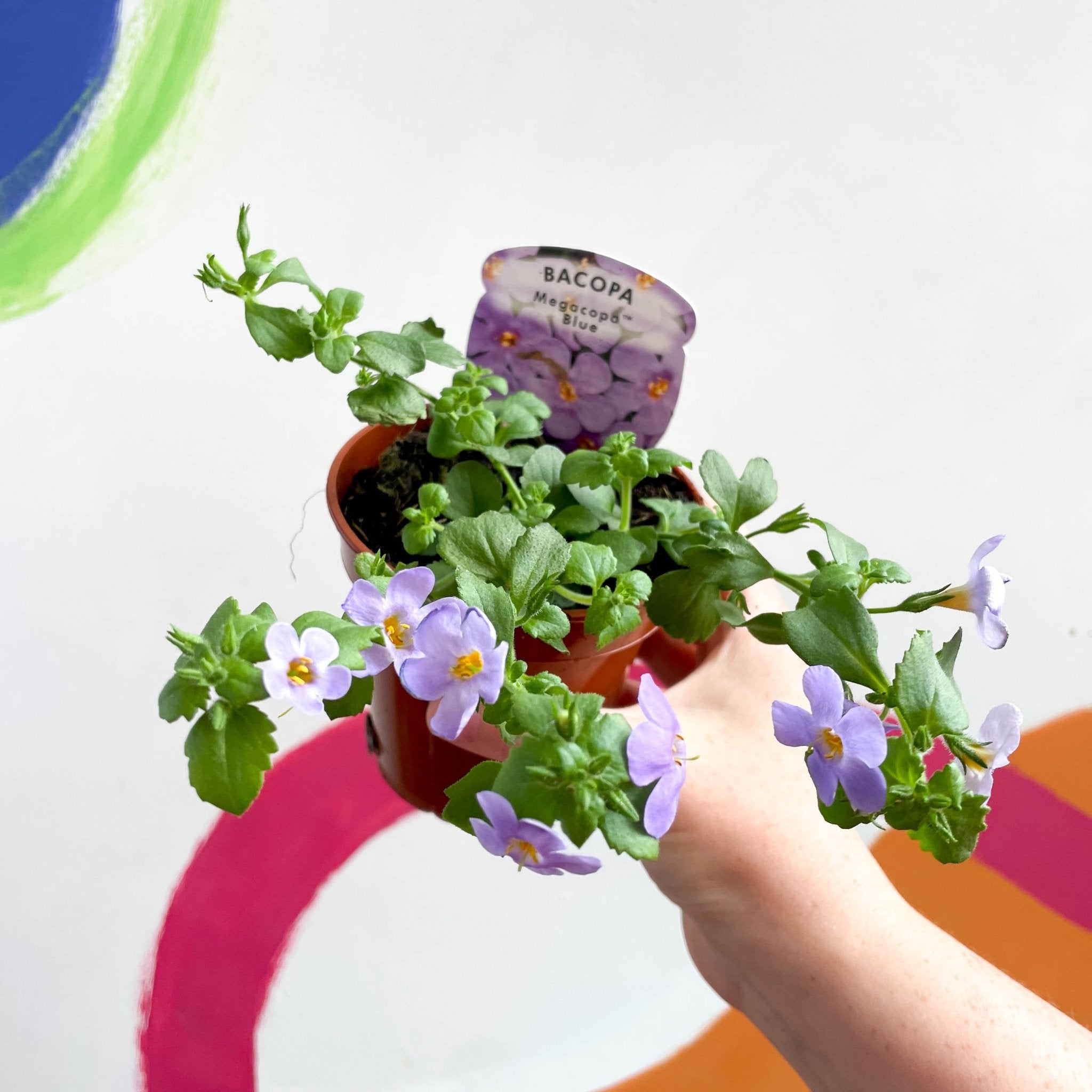 Bacopa - Chaenostoma 'Megacopa Blue' - British Grown Perennial ...