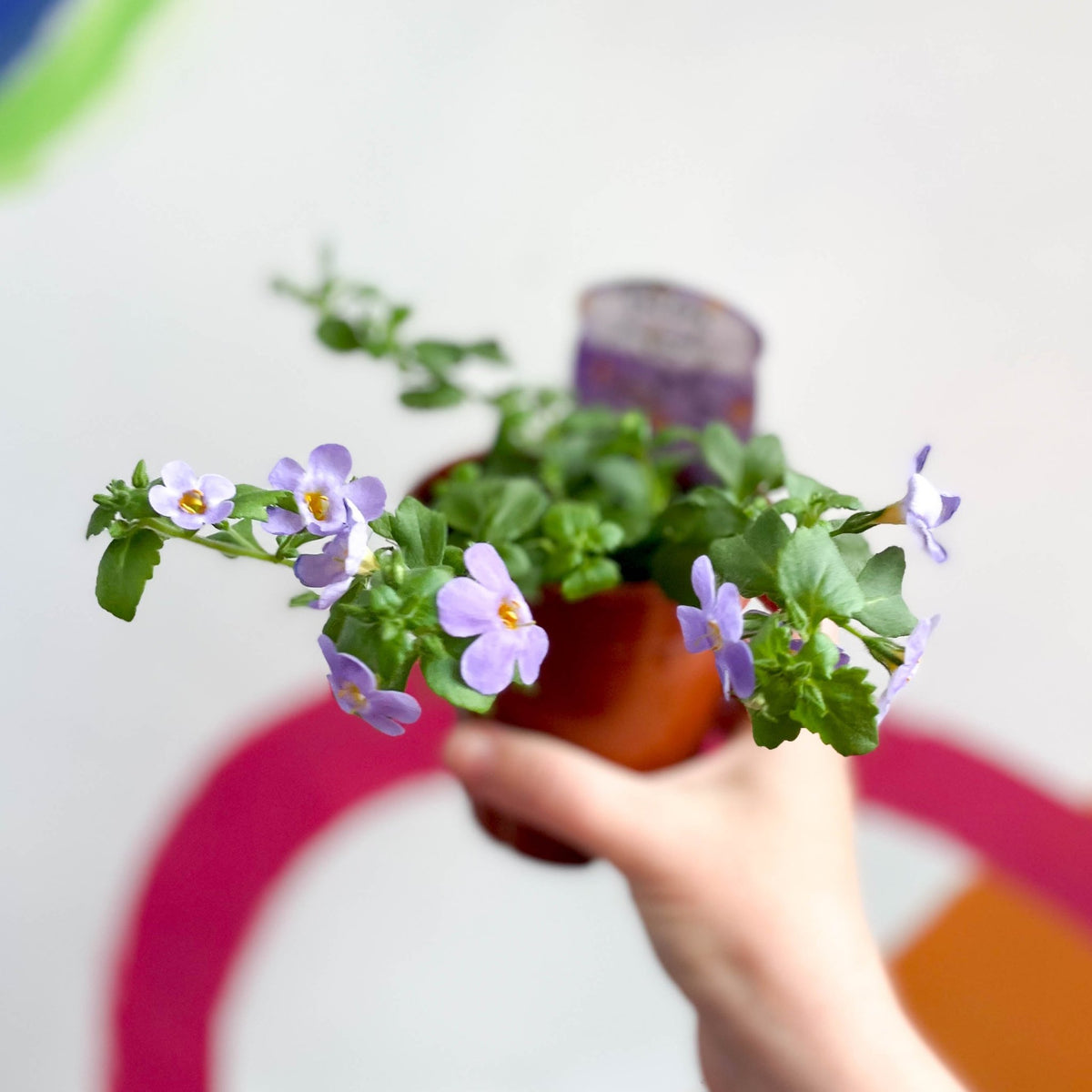 Bacopa - Chaenostoma 'Megacopa Blue' - British Grown Perennial ...