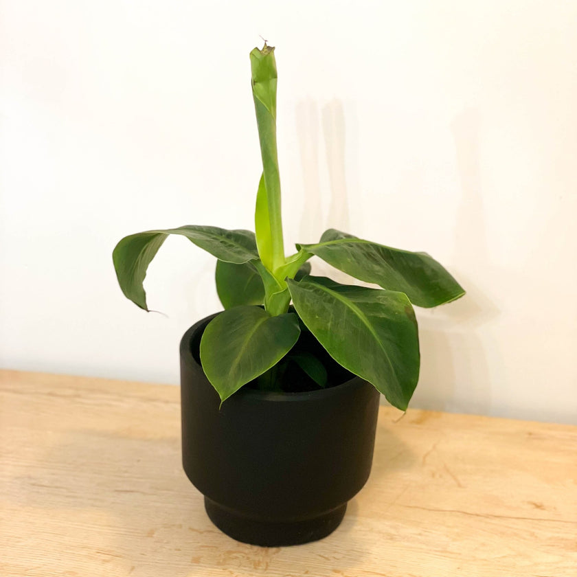 Musa acuminata 'Cheeka' - Banana Plant – Sprouts of Bristol