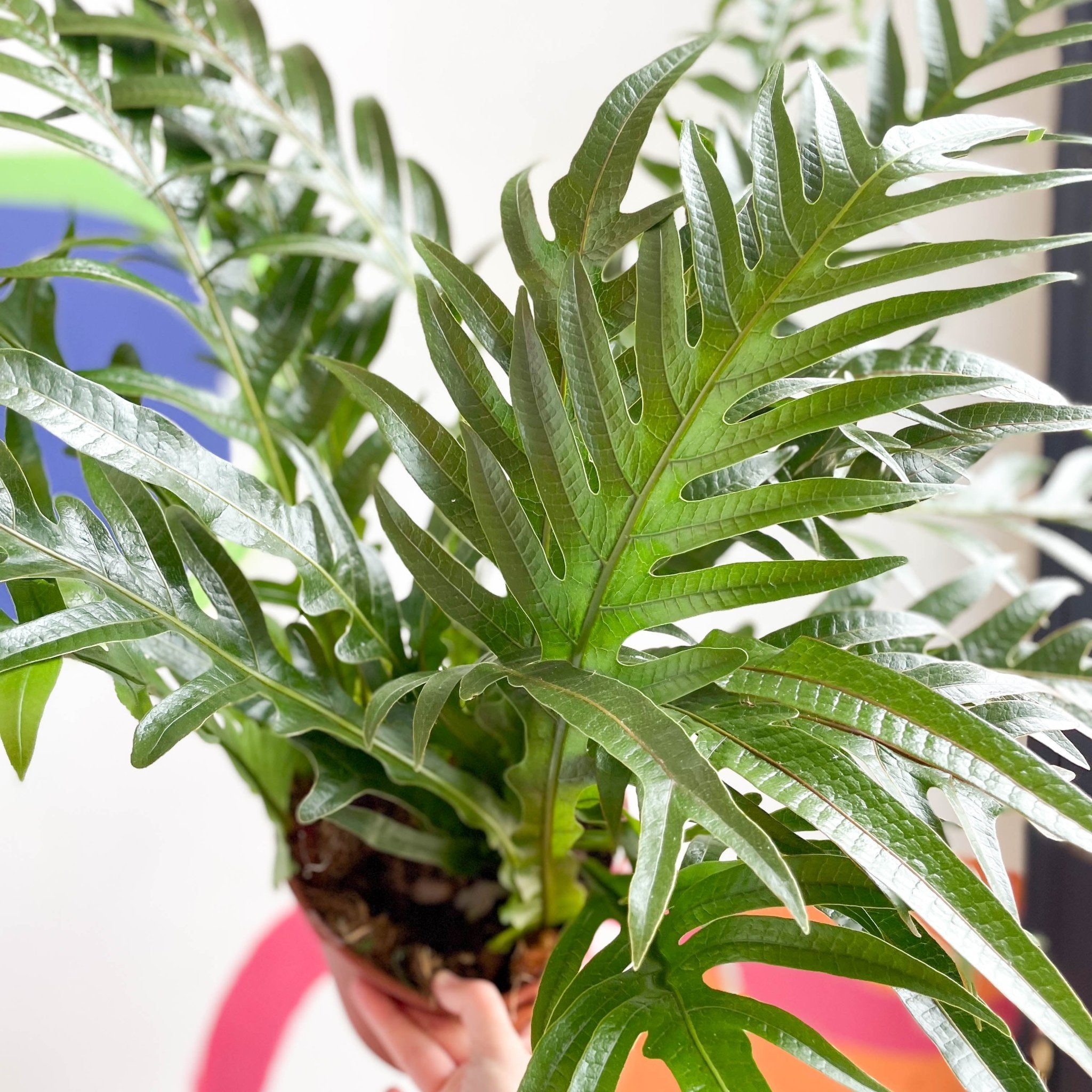 Basket Fern - Aglaomorpha Coronans 'Jim' – Sprouts of Bristol