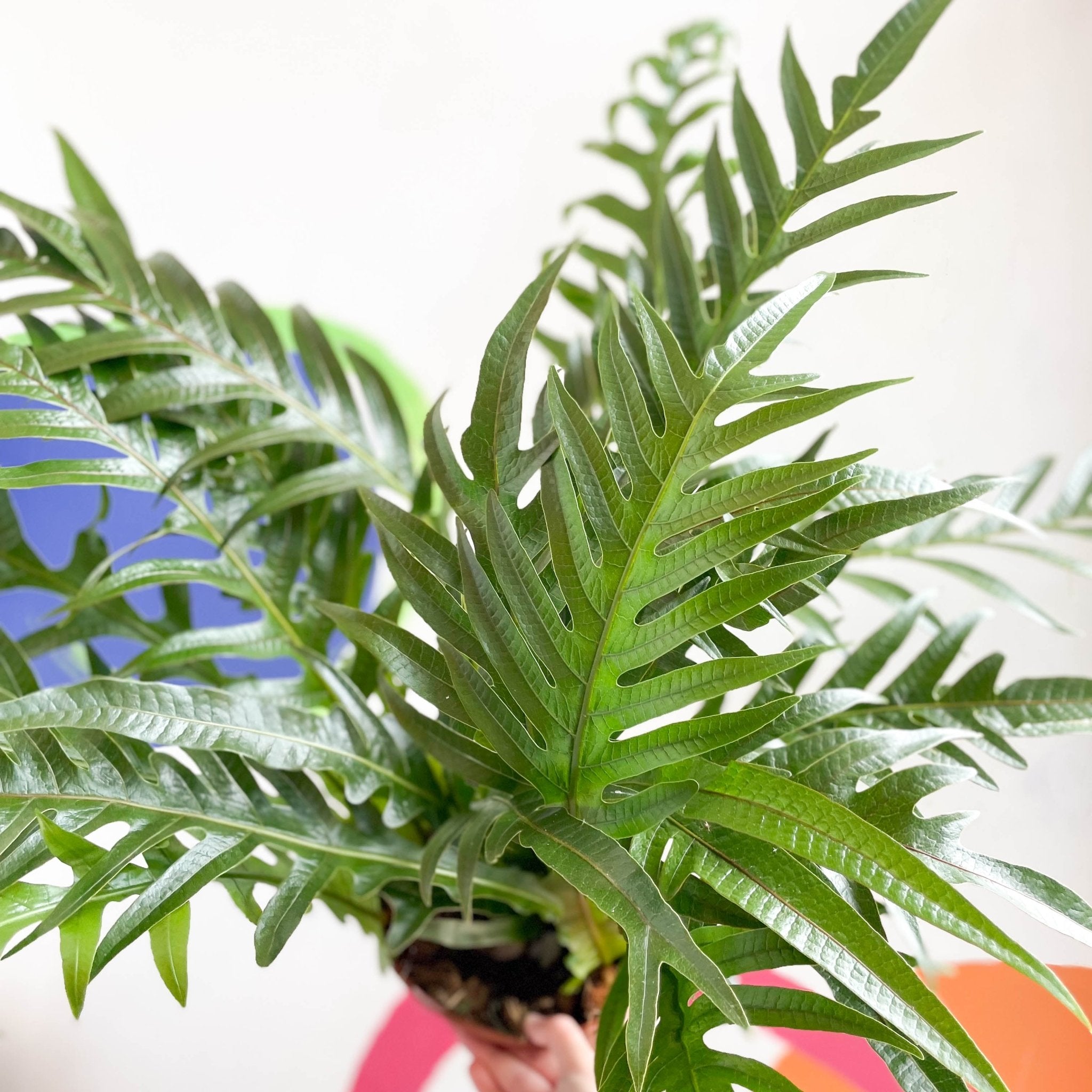 Basket Fern - Aglaomorpha Coronans 'Jim' – Sprouts of Bristol
