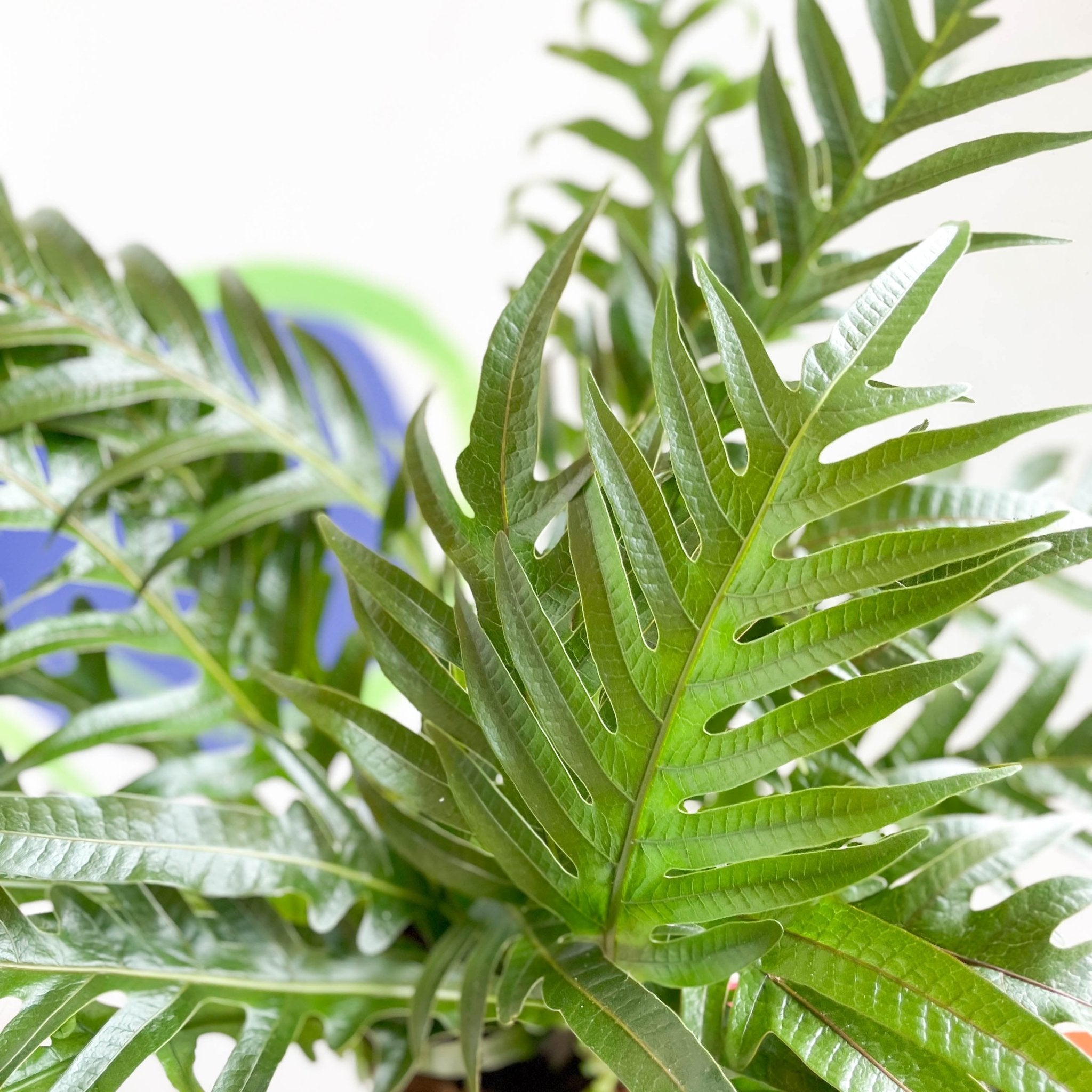 Basket Fern - Aglaomorpha Coronans 'Jim' – Sprouts of Bristol