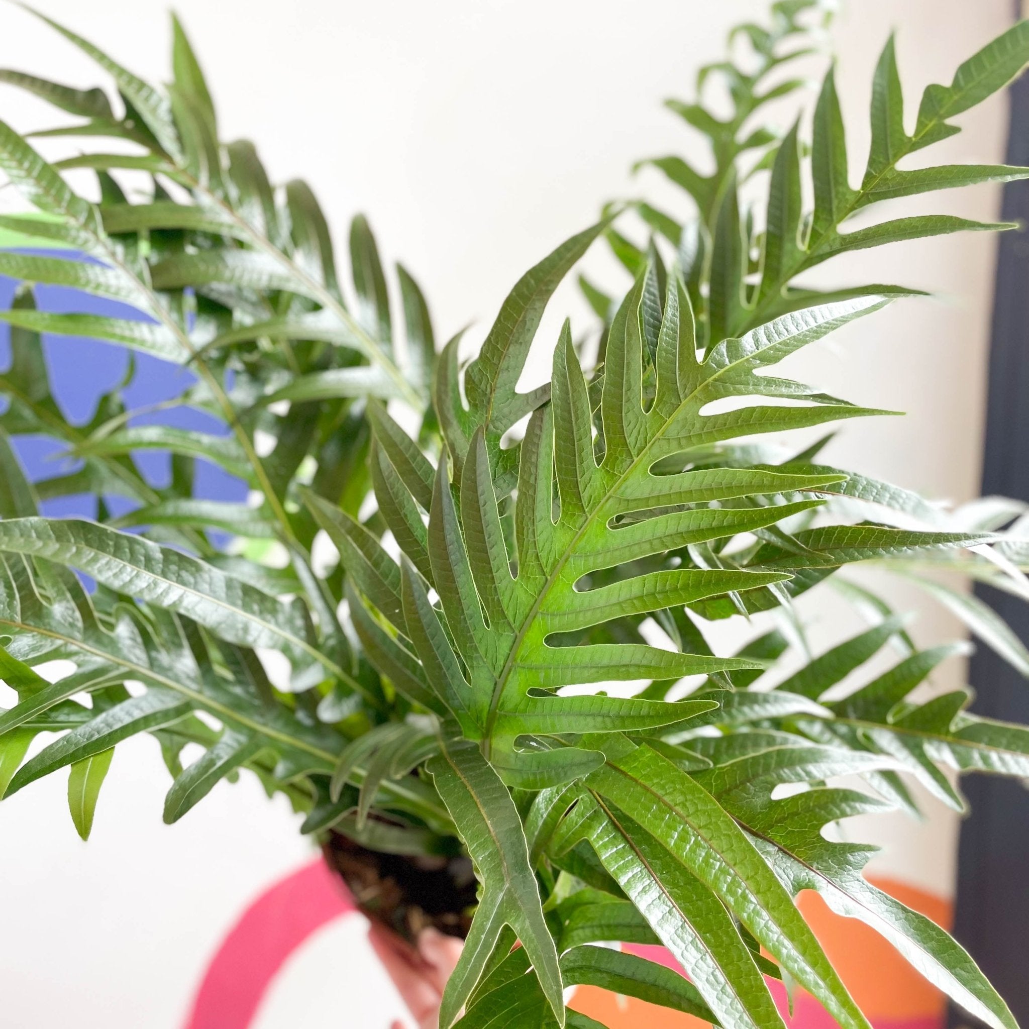Basket Fern - Aglaomorpha Coronans 'Jim' – Sprouts of Bristol