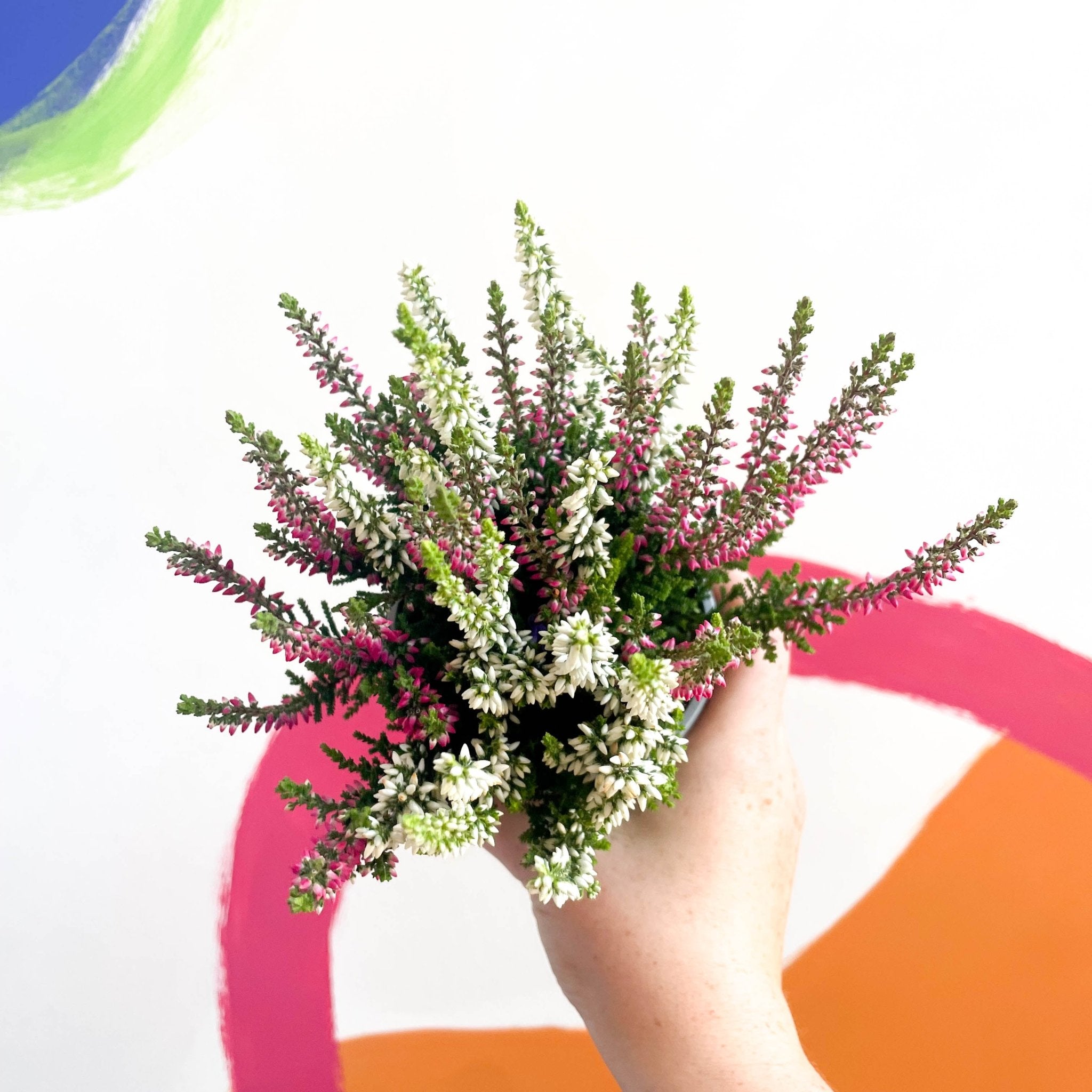 Calluna vulgaris ‘Beauty Ladies® Trio Girl’ - Mixed Heather – Sprouts ...