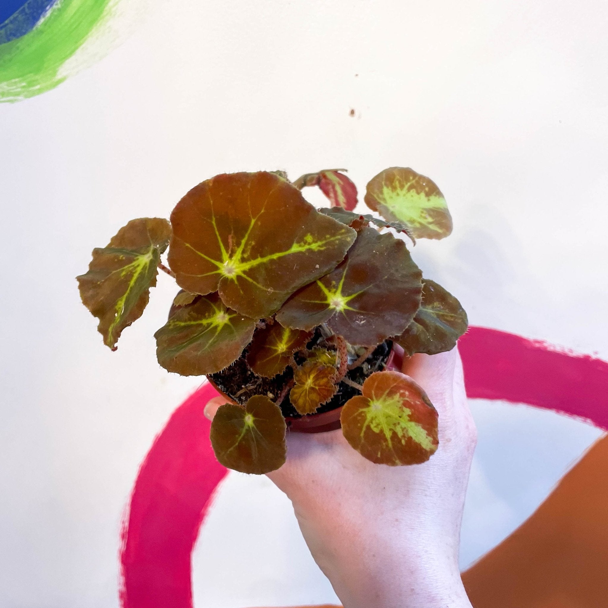 Begonia bowerae – Sprouts of Bristol