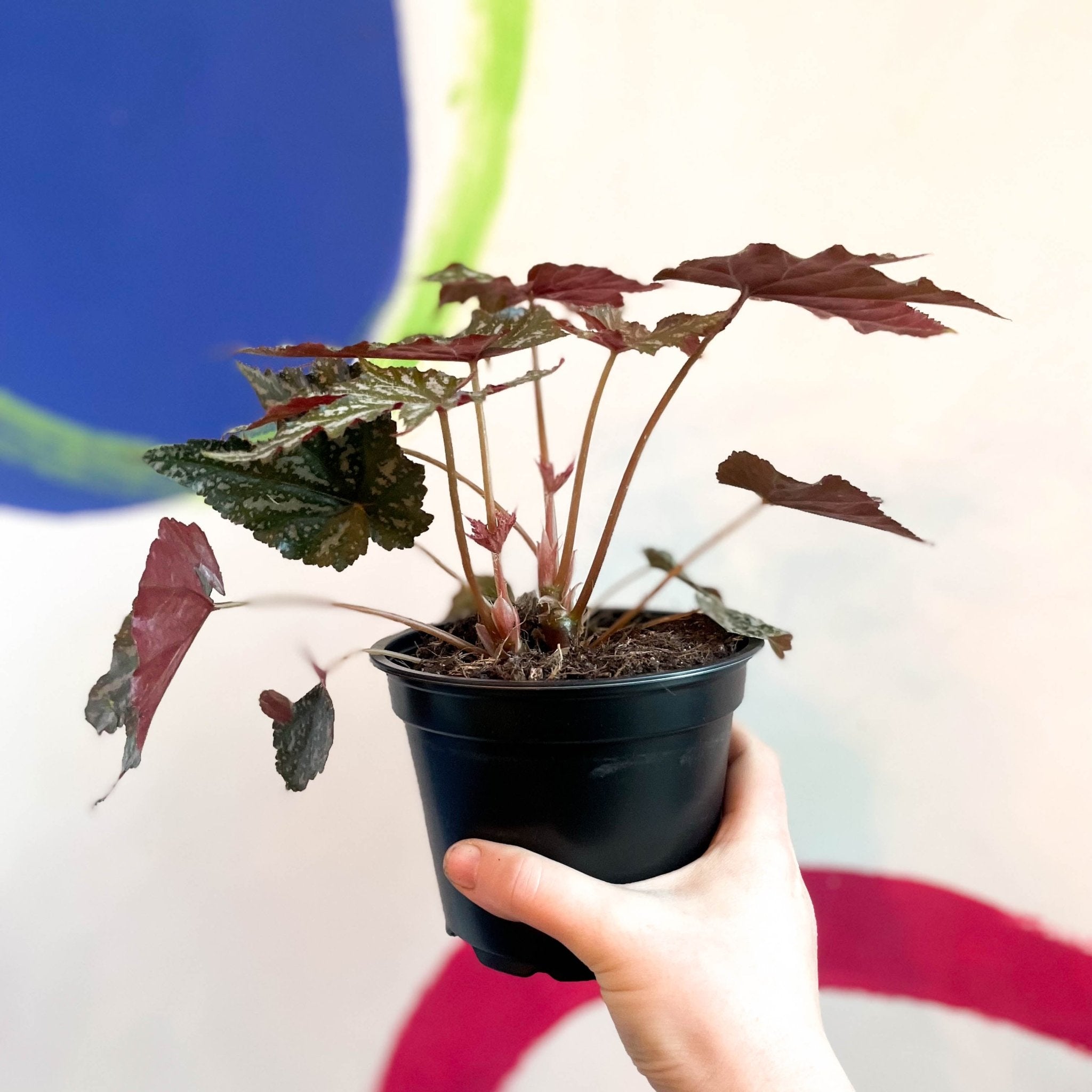 Begonia 'Gryphon' – Sprouts of Bristol