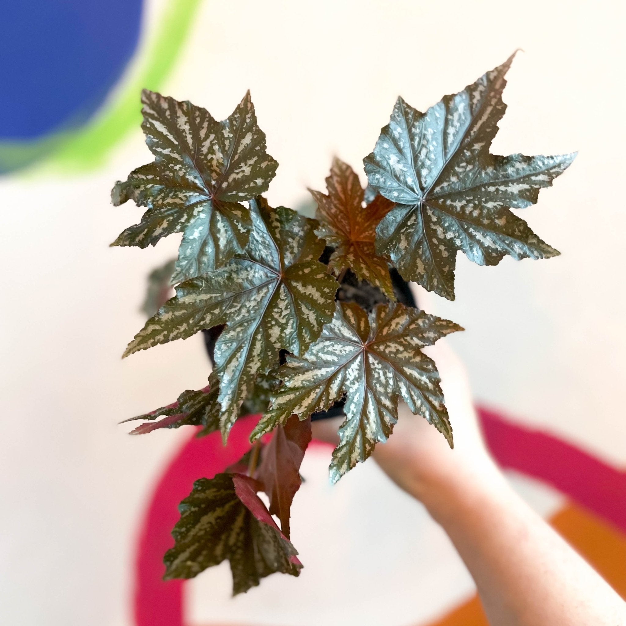 Begonia 'Gryphon' – Sprouts of Bristol