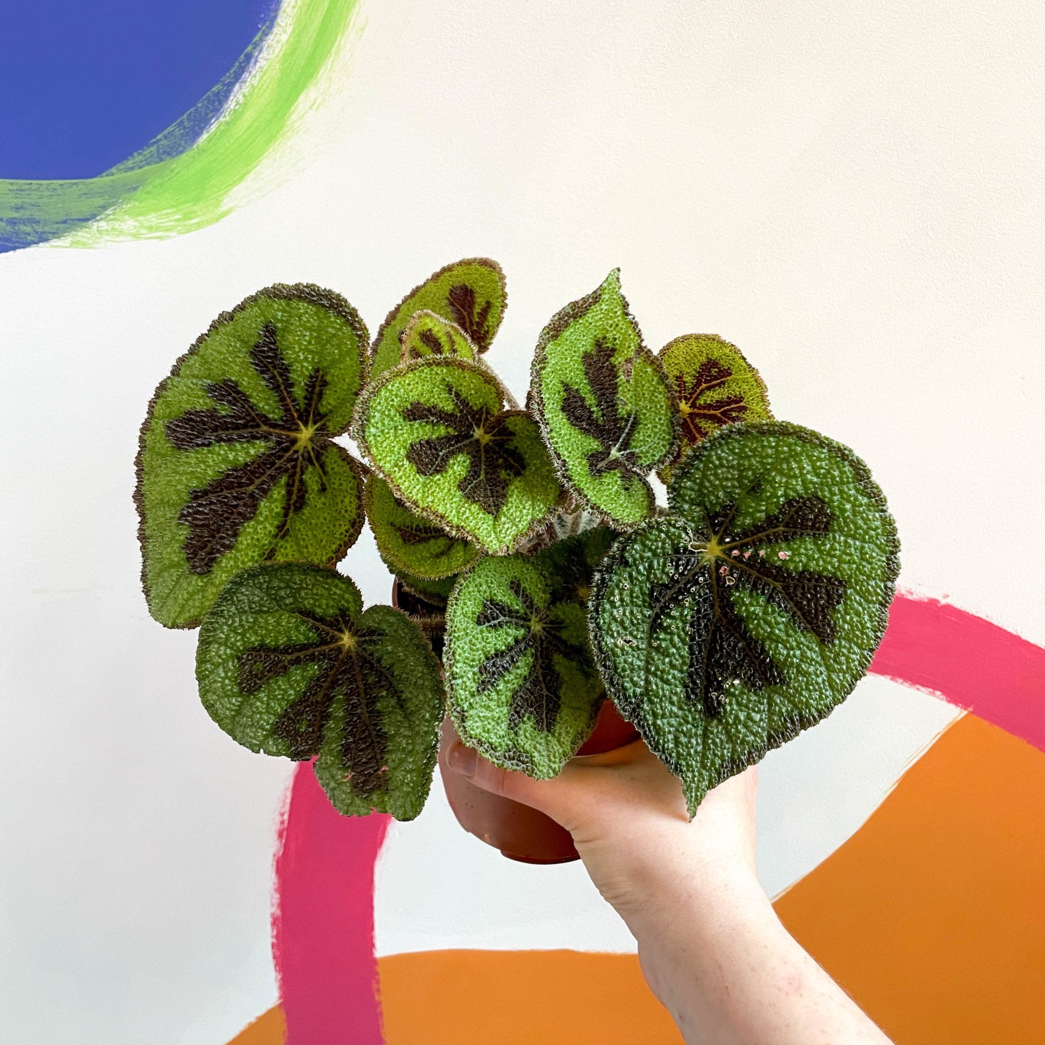 Begonia masoniana 'Rock' – Sprouts of Bristol