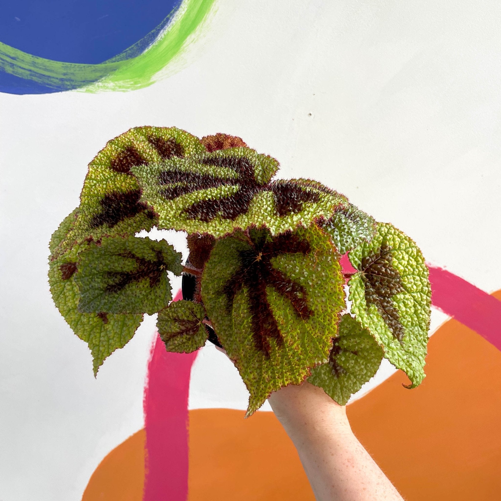 Begonia masoniana - Welsh Grown – Sprouts of Bristol