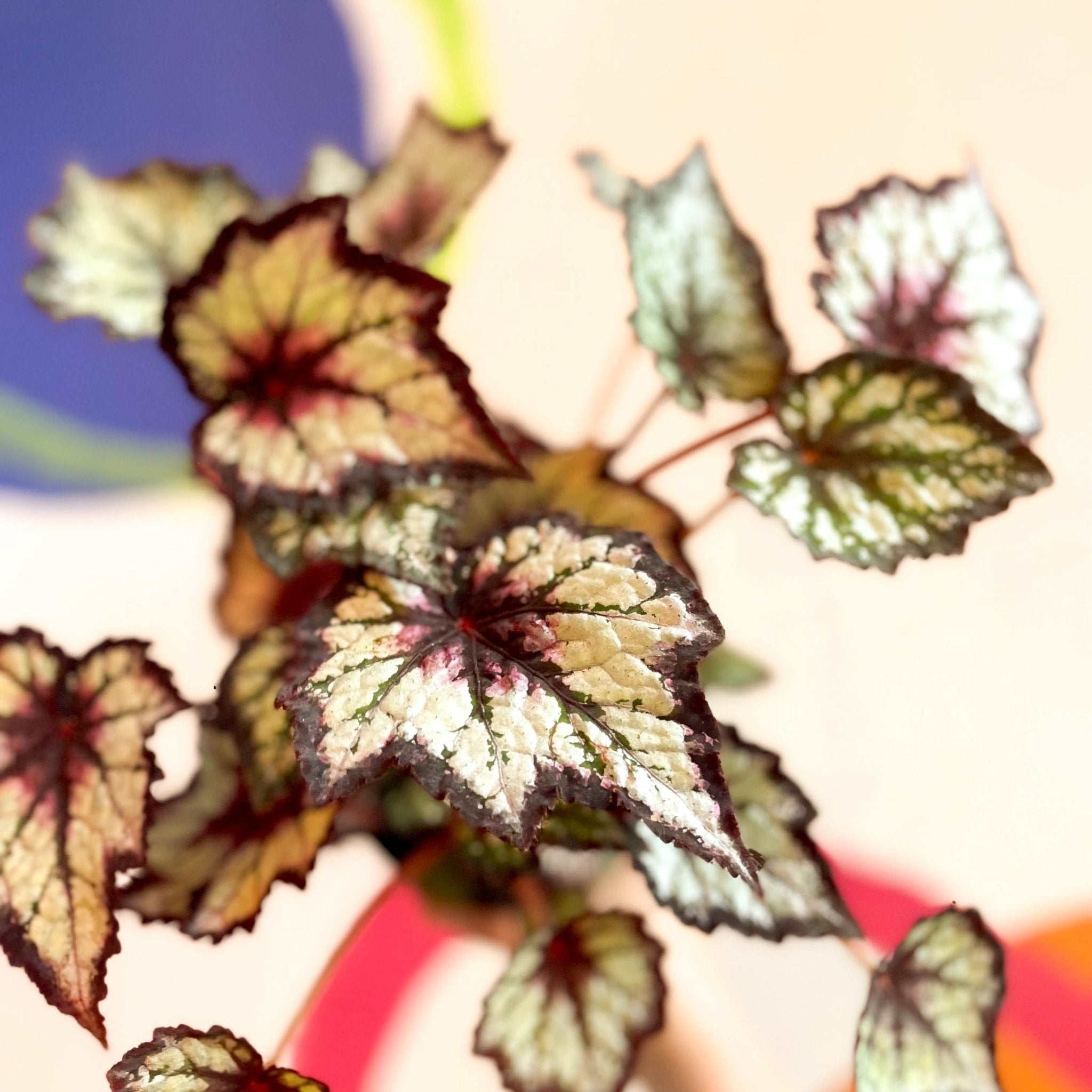 Begonia rex 'Dark Eyes' - Welsh Grown – Sprouts of Bristol