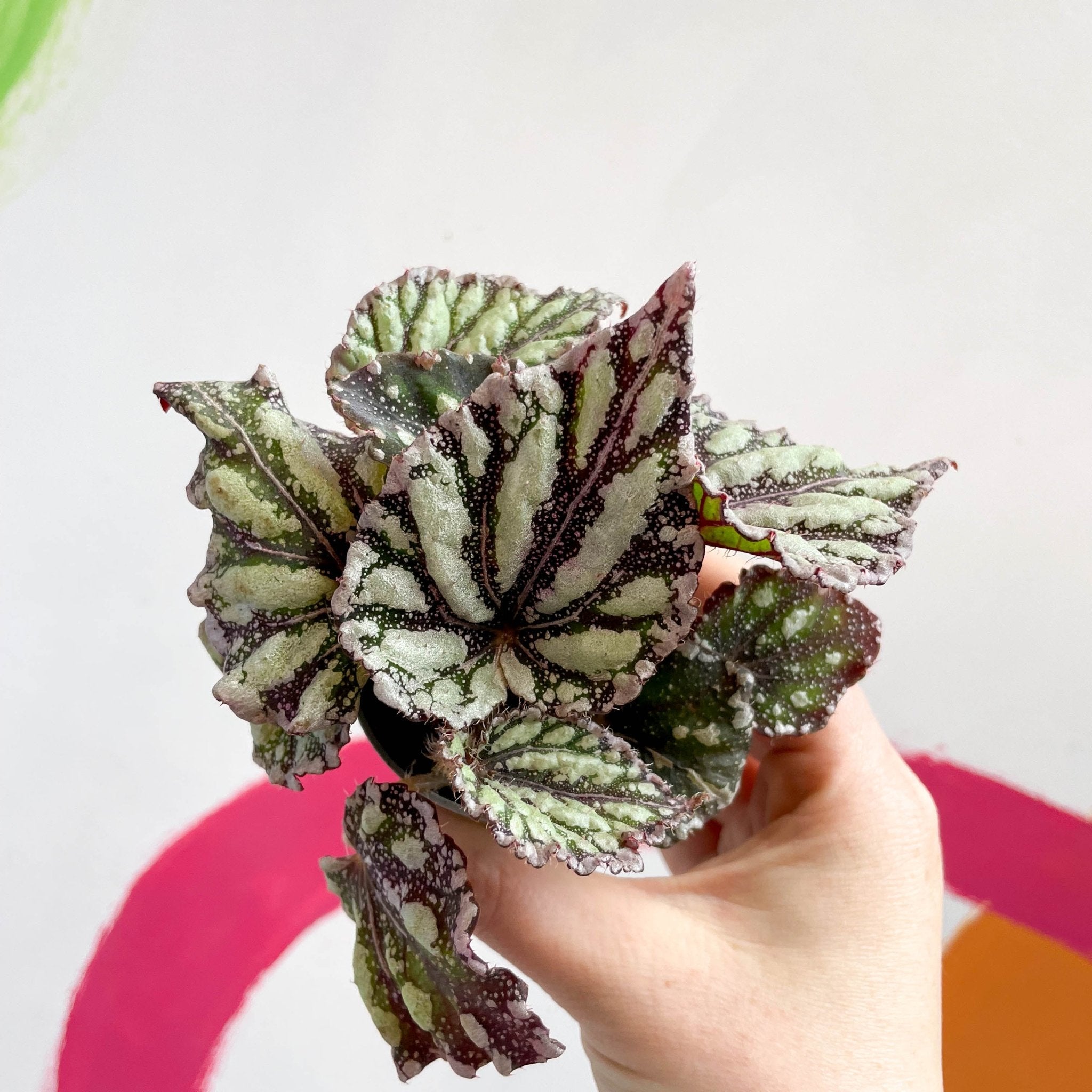 Begonia rex 'Dew Drop' – Sprouts of Bristol