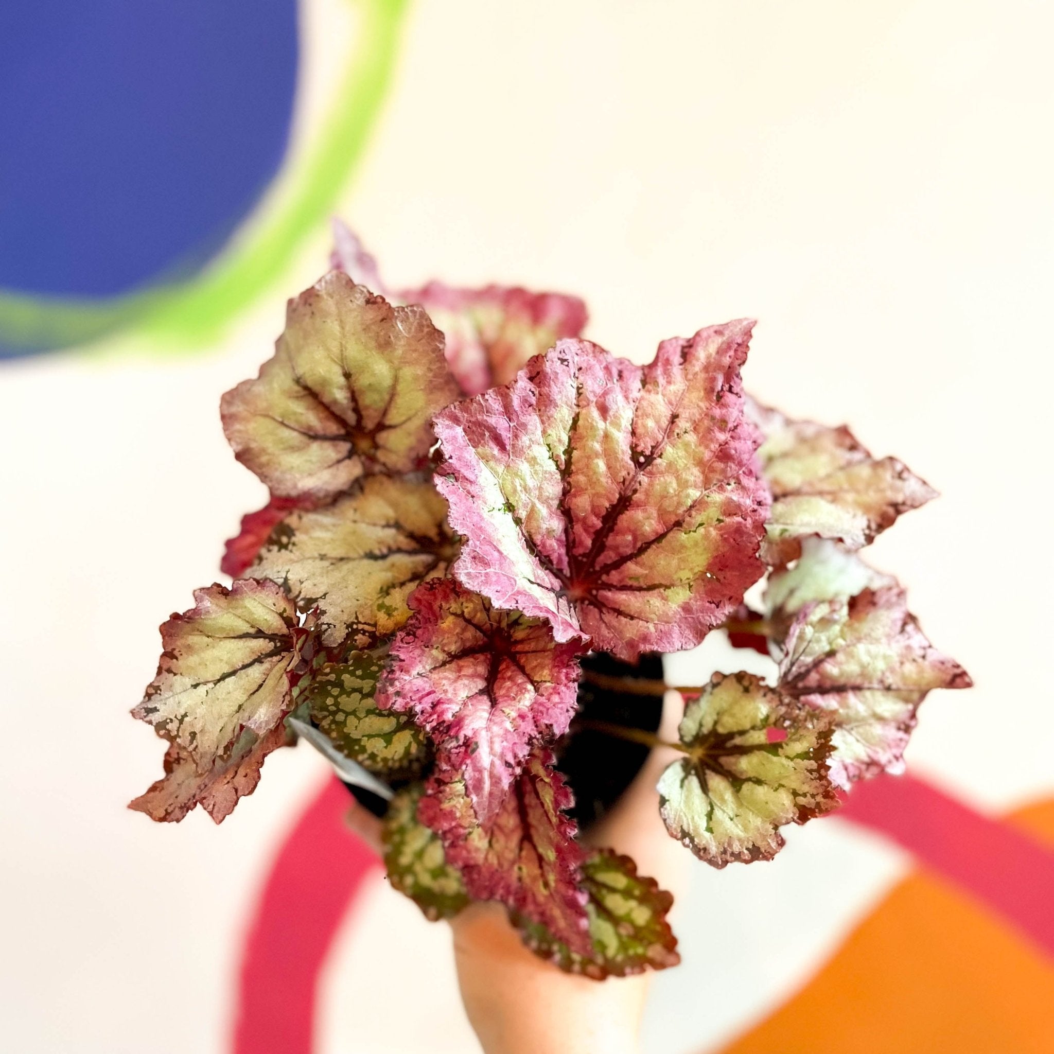 Begonia rex 'Lilac Charm' - Welsh Grown – Sprouts of Bristol