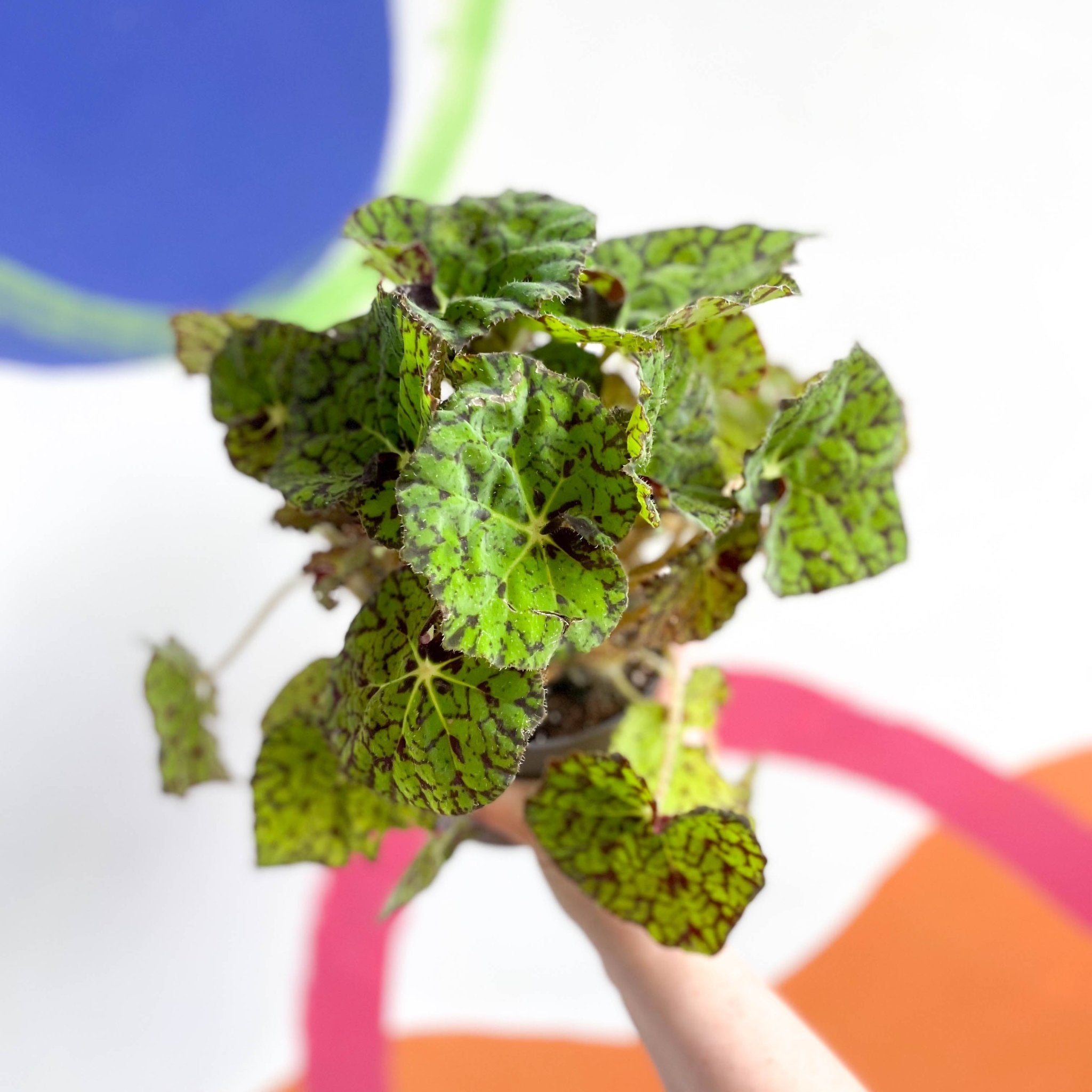 Begonia rex 'Lime Fever' – Sprouts of Bristol
