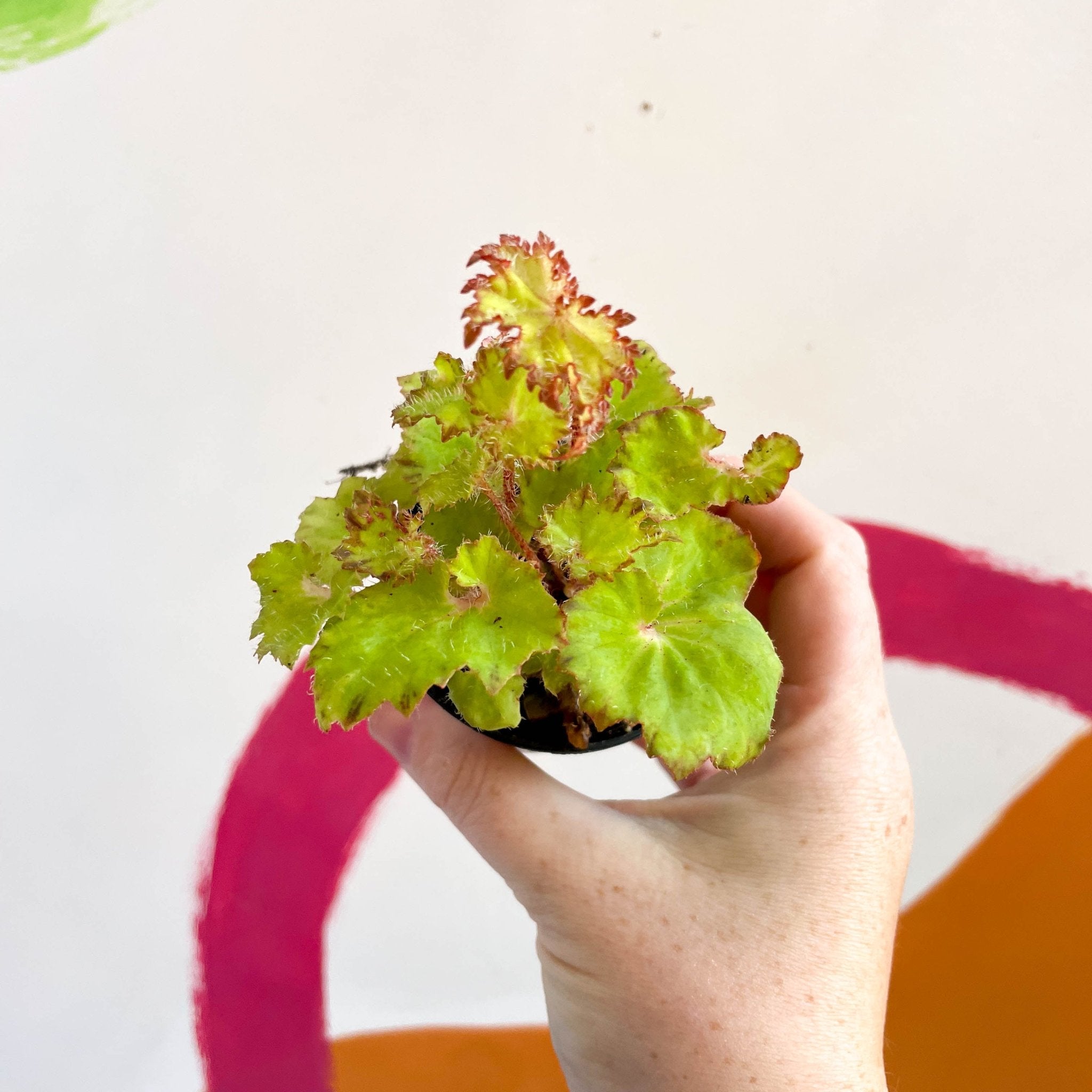Begonia rex 'Limeade' - Welsh Grown – Sprouts of Bristol