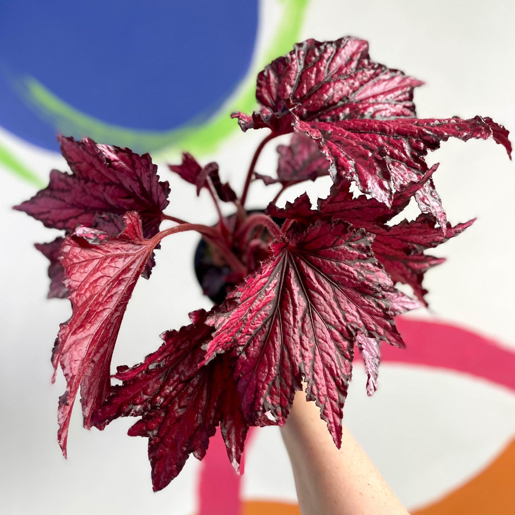 Begonia rex 'Merrymaker' - Welsh Grown – Sprouts of Bristol