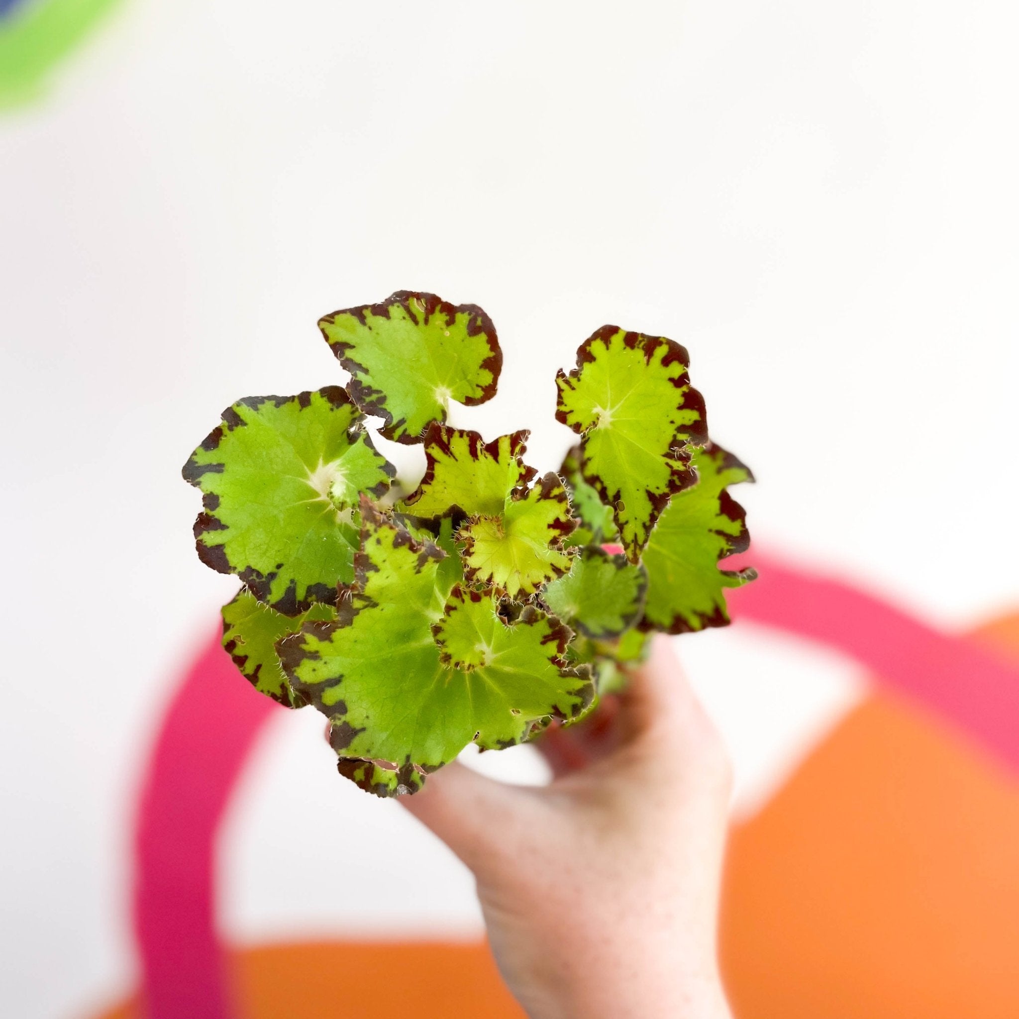 Begonia rex 'Red Jive' – Sprouts of Bristol