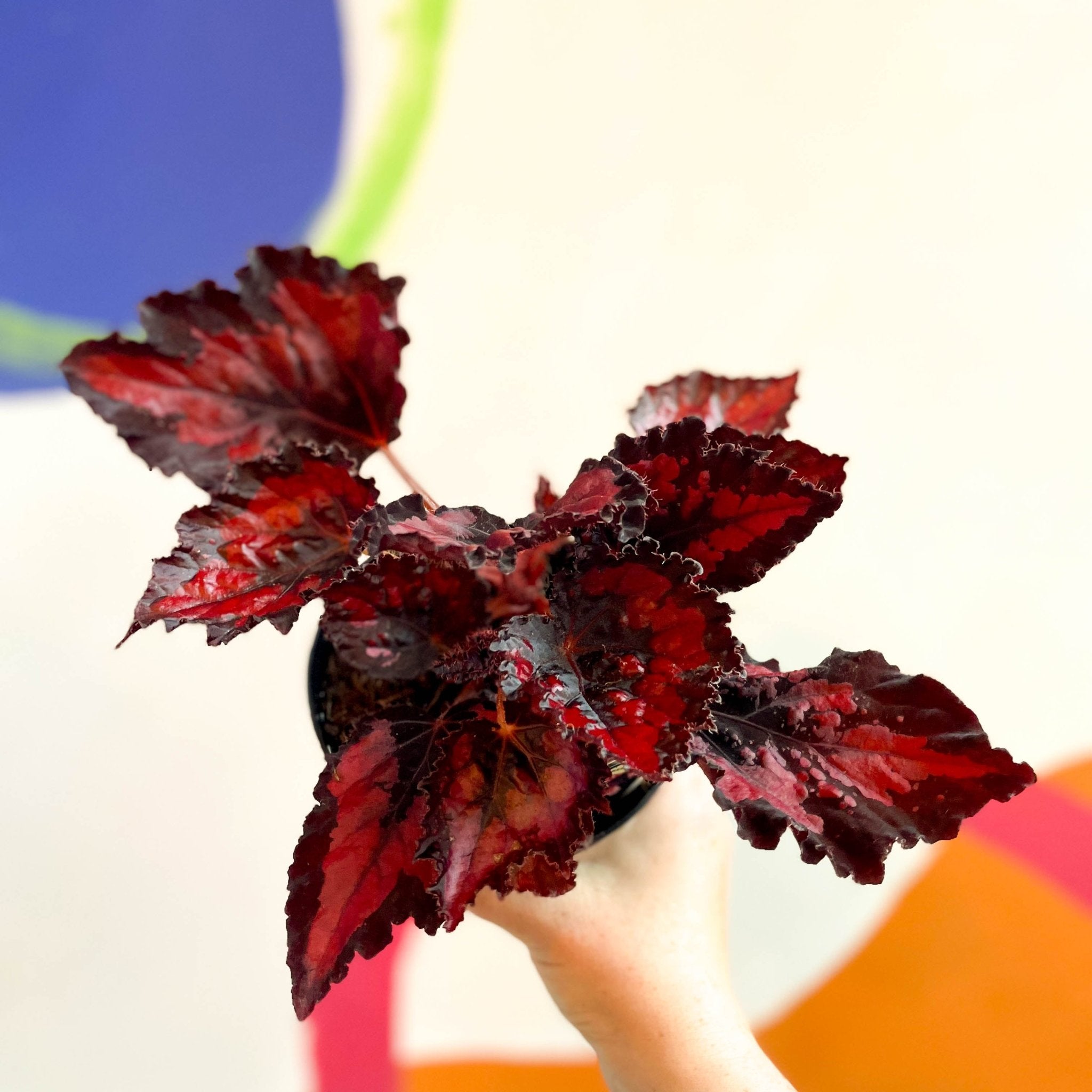 Begonia rex 'Red Robin' - Welsh Grown – Sprouts of Bristol