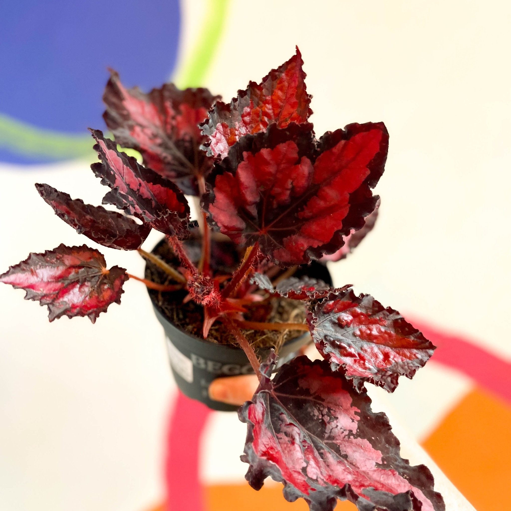 Begonia rex 'Red Robin' - Welsh Grown – Sprouts of Bristol