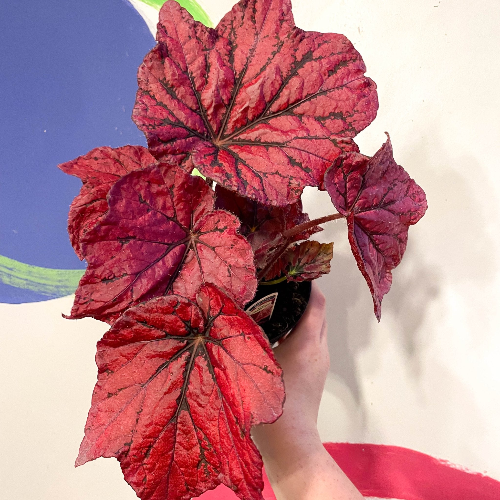 Begonia rex 'Ruby Celebration' - Welsh Grown – Sprouts of Bristol