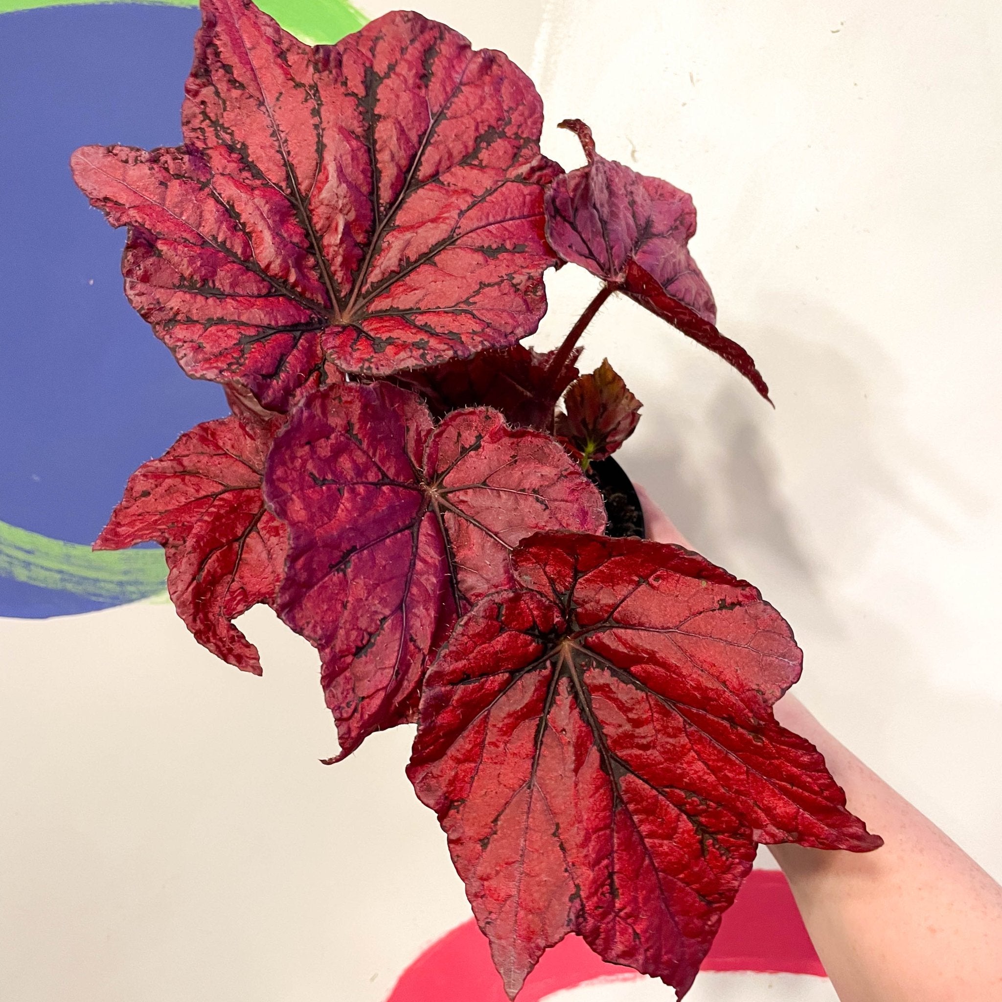 Begonia rex 'Ruby Celebration' - Welsh Grown – Sprouts of Bristol
