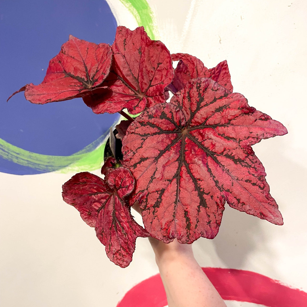 Begonia rex 'Ruby Celebration' - in Wales angebaut – Sprouts of Bristol