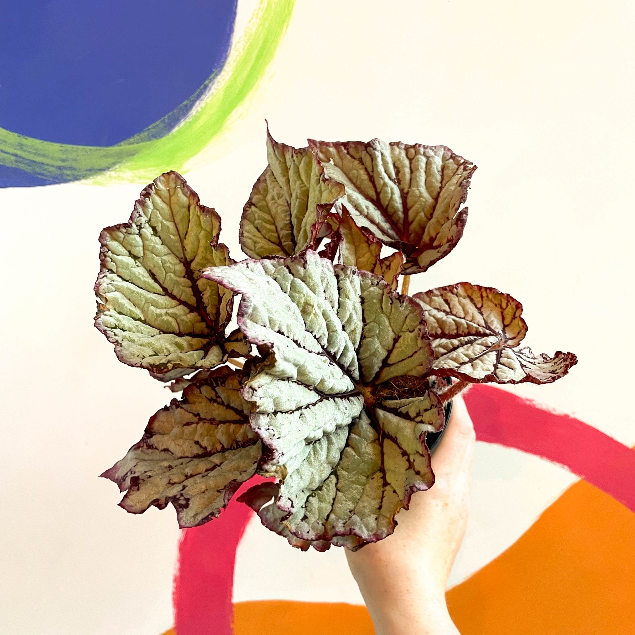 Begonia rex 'Star Light' - Welsh Grown – Sprouts of Bristol