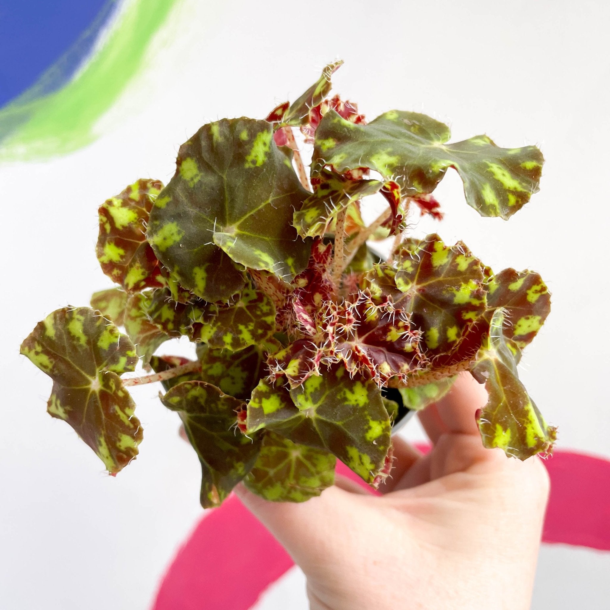 Begonia rex 'Tiger Paw' – Sprouts of Bristol