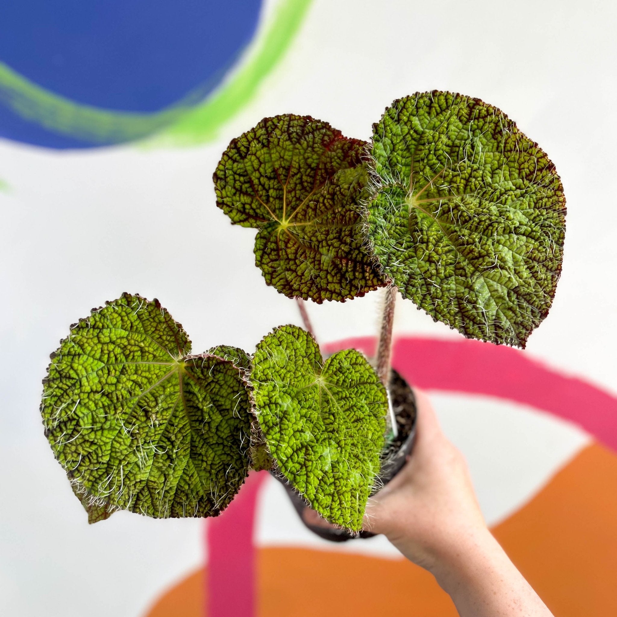 Begonia sizemoreae - Welsh Grown – Sprouts of Bristol