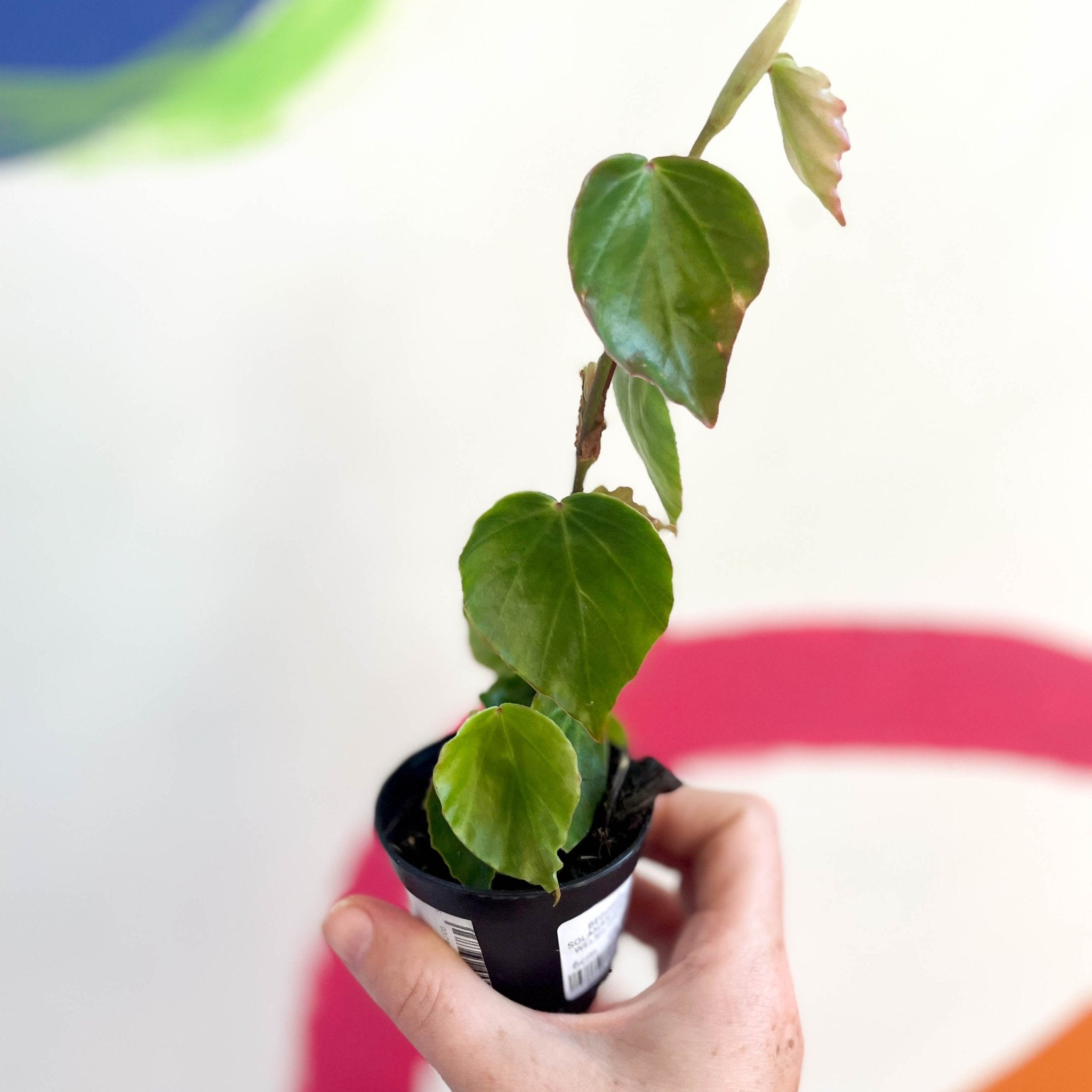 Begonia solananthera - Welsh Grown – Sprouts of Bristol