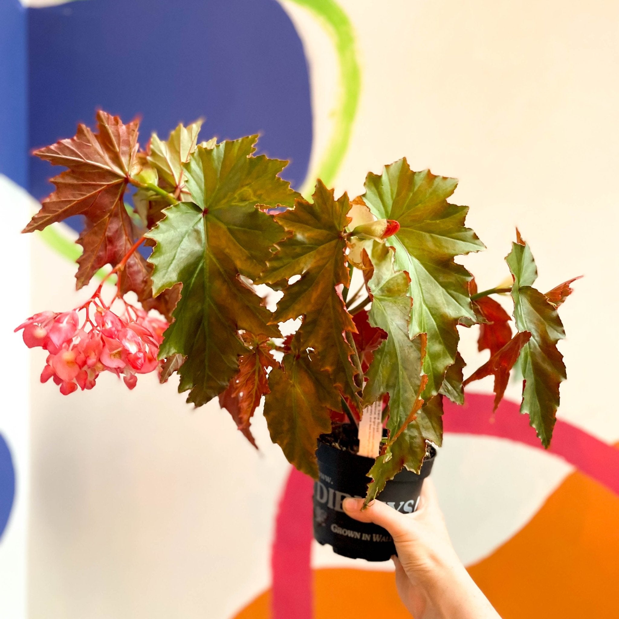 Begonia superba 'Irene Nuss' - Welsh Grown – Sprouts of Bristol