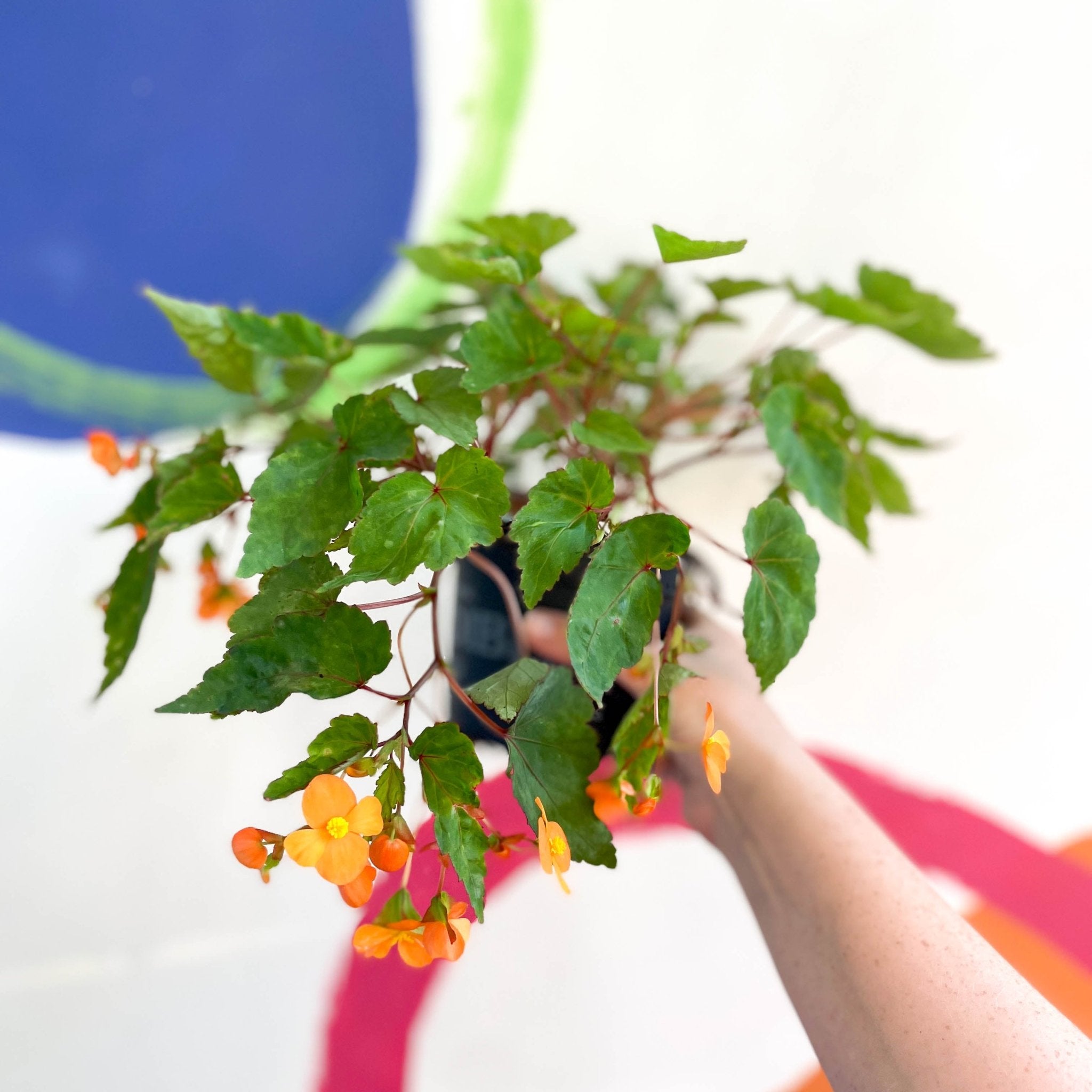 Begonia sutherlandii - Welsh Grown – Sprouts of Bristol