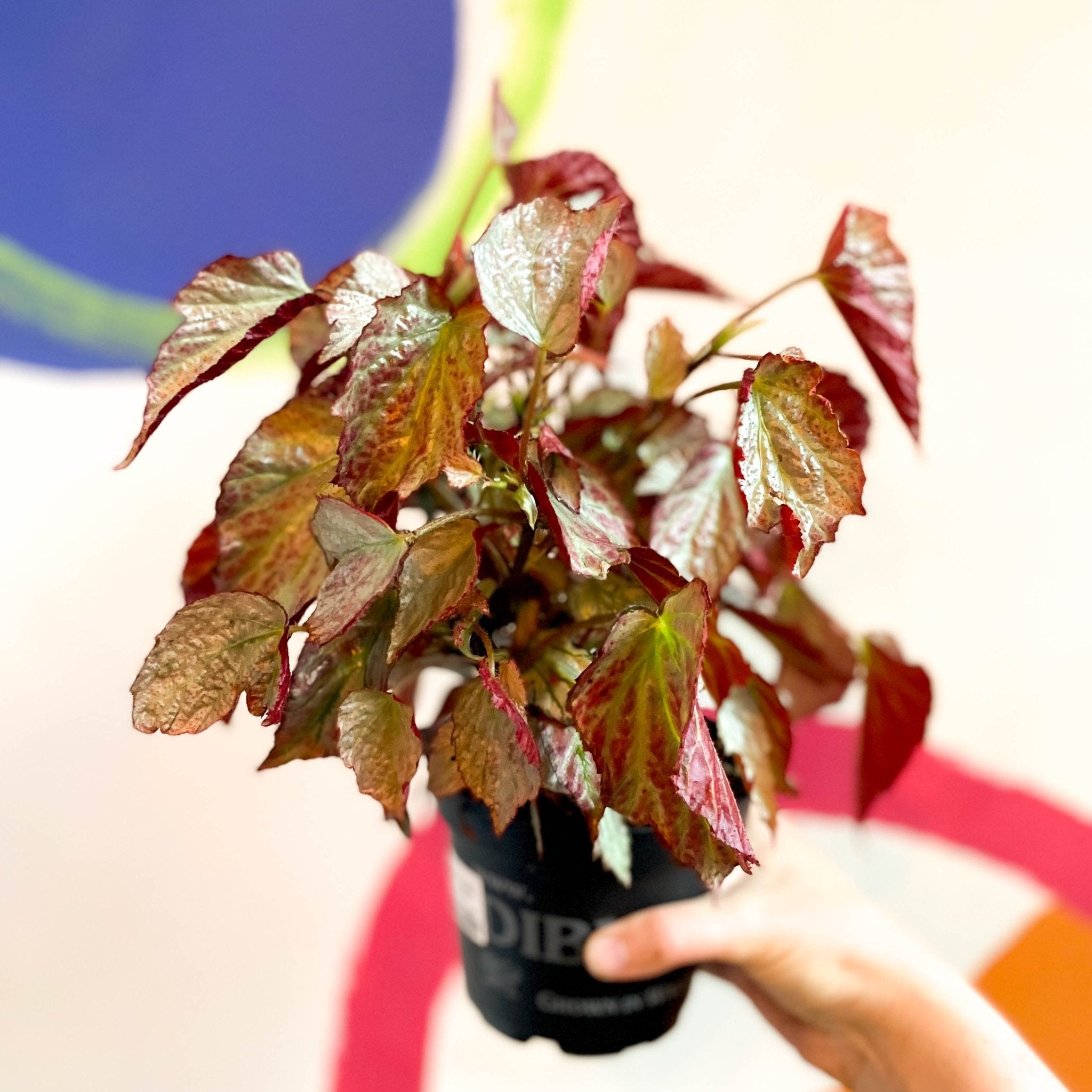 Begonia 'Two Face' - Welsh Grown – Sprouts of Bristol