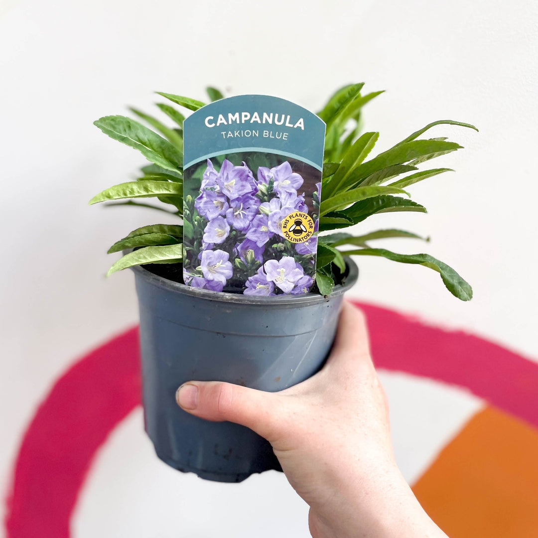 Bellflower - Campanula persicifolia 'Takion Blue' - British Grown Pere ...