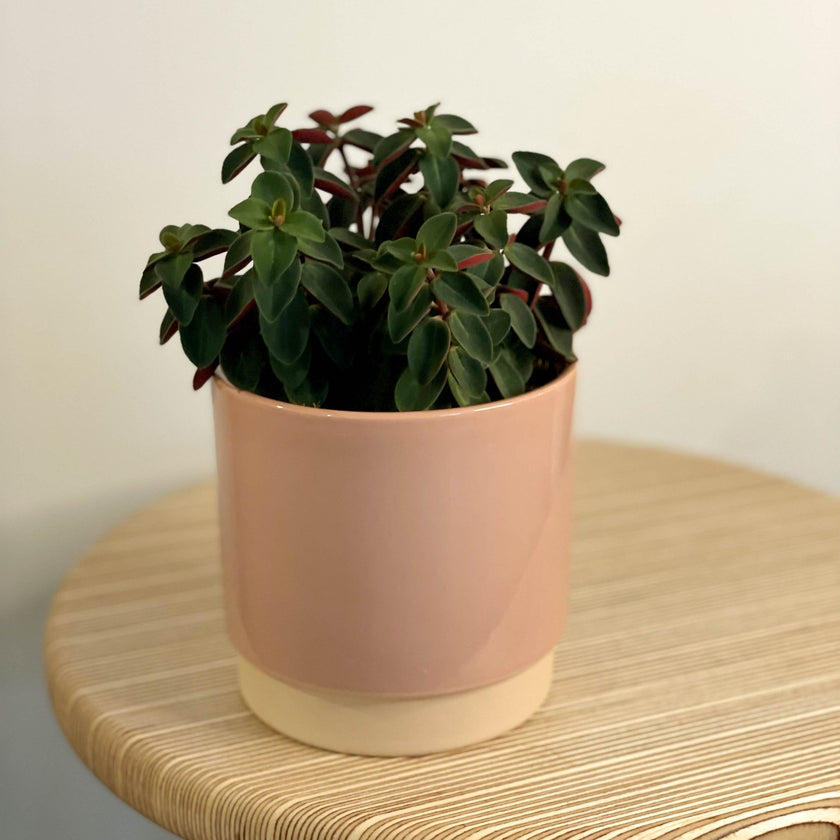 Belly Button Peperomia - Peperomia verticillata 'Red Log' – Sprouts of ...