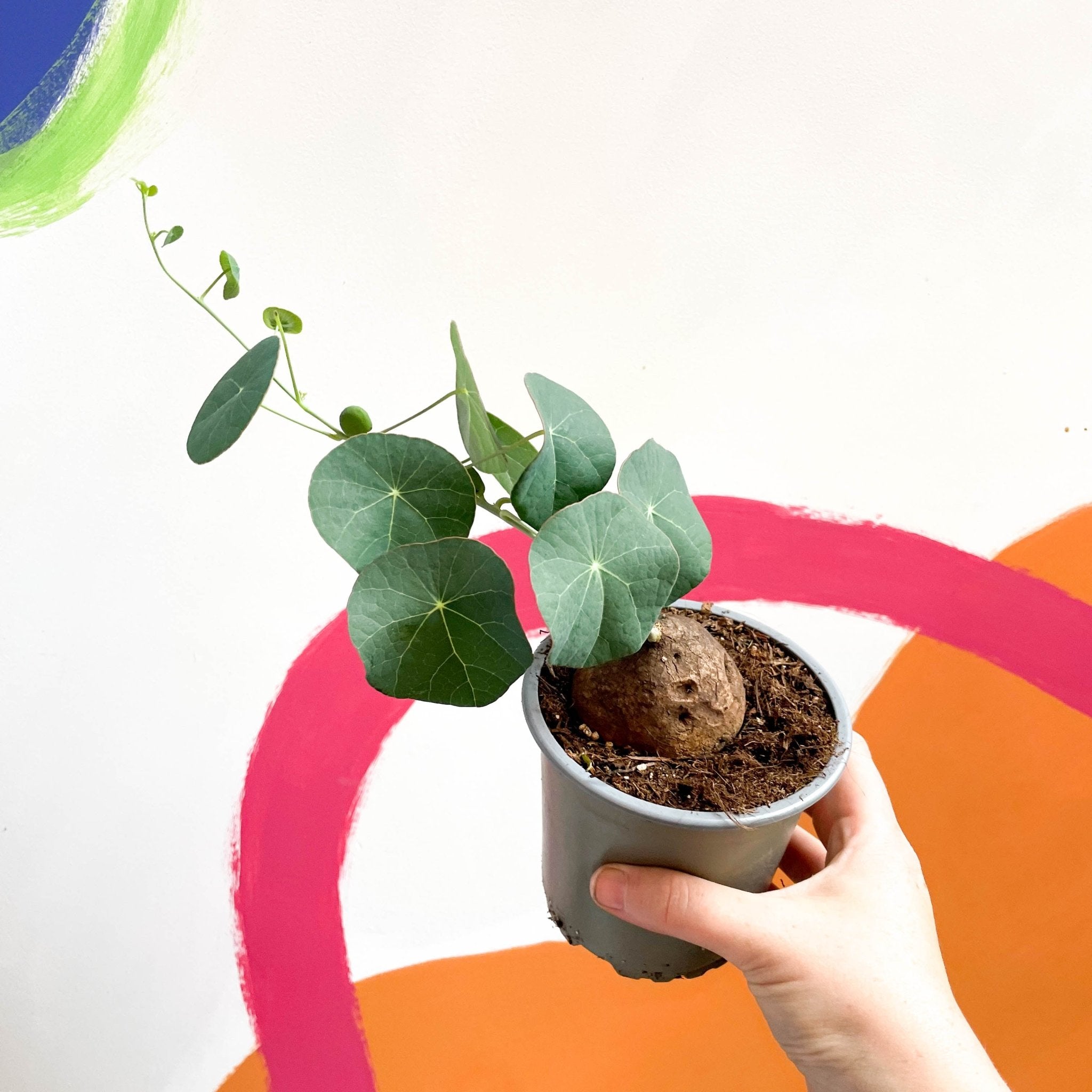 Binh Voi - Stephania pierrei ‘Erecta’ – Sprouts of Bristol