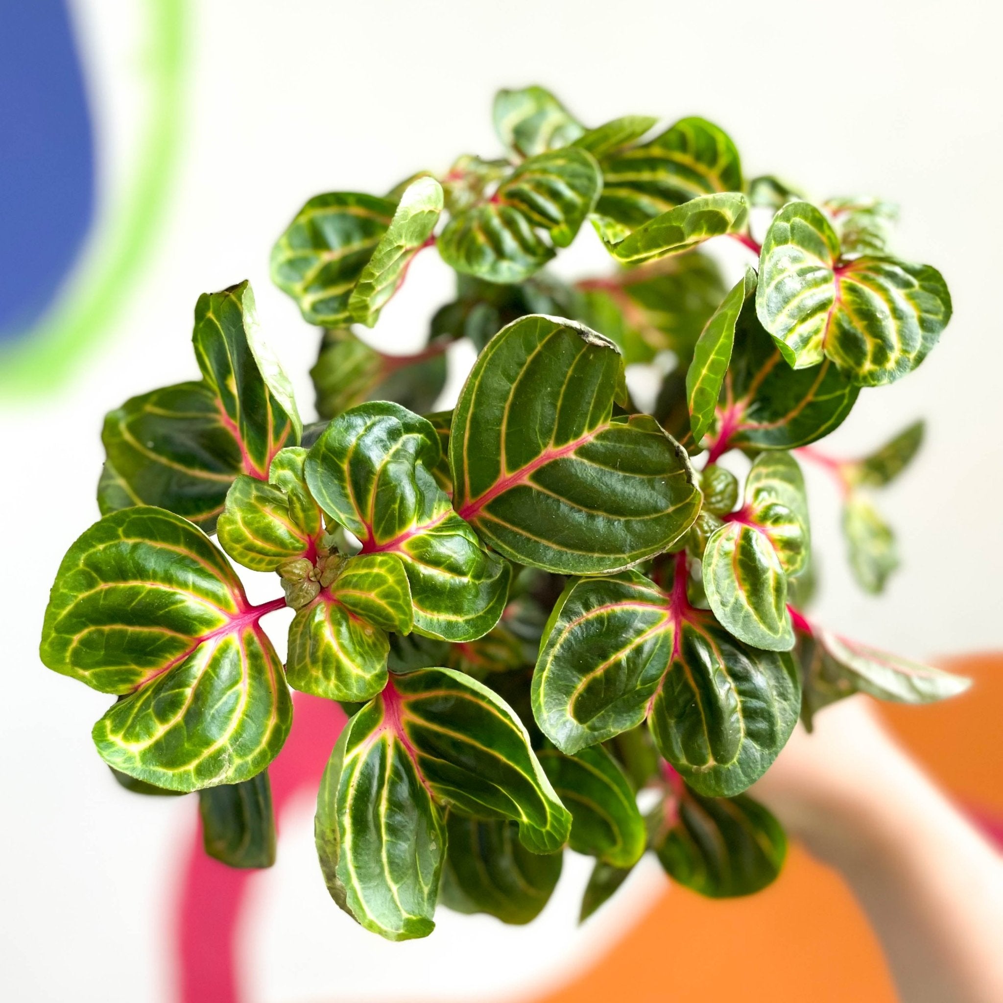 Bloodleaf - Iresine herbstii 'Funny Gold' – Sprouts of Bristol