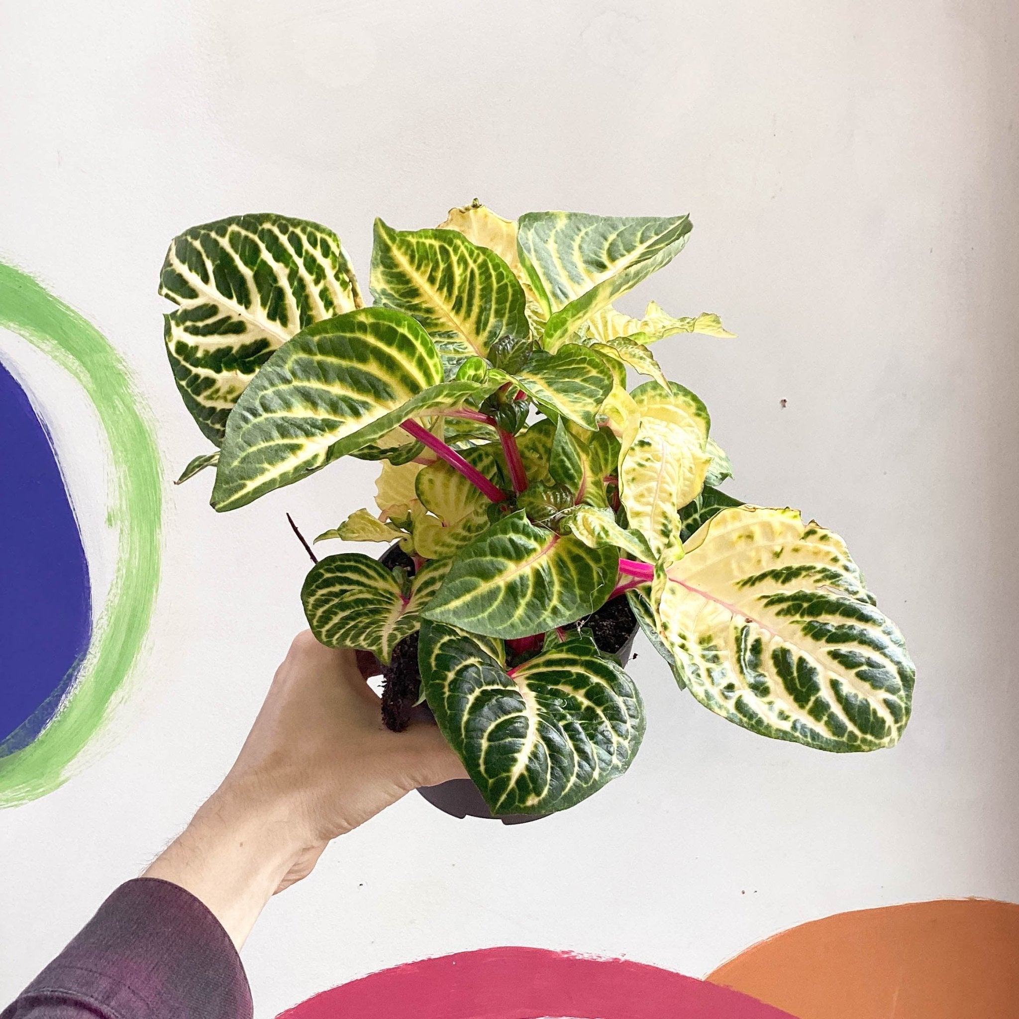 Bloodleaf - Iresine herbstii 'Rich Goldstar' – Sprouts of Bristol