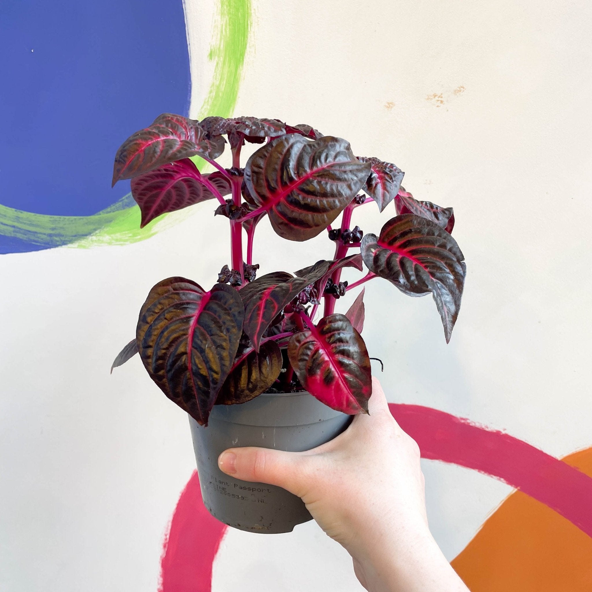 Bloodleaf - Iresine herbstii 'Rich Redstar' – Sprouts of Bristol