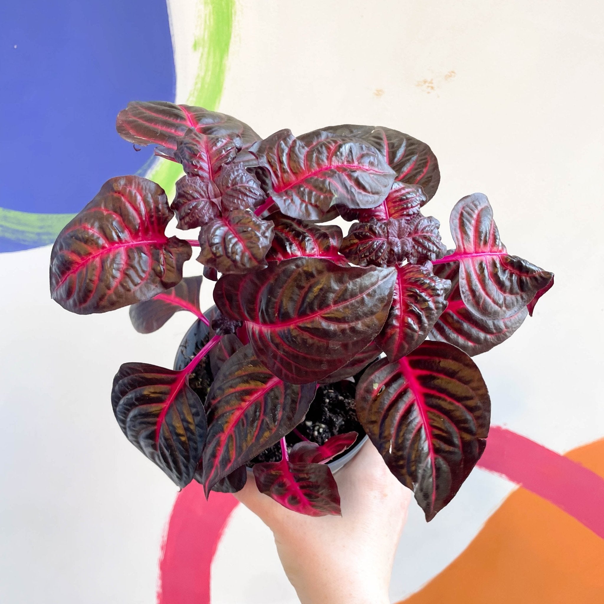 Bloodleaf - Iresine herbstii 'Rich Redstar' – Sprouts of Bristol