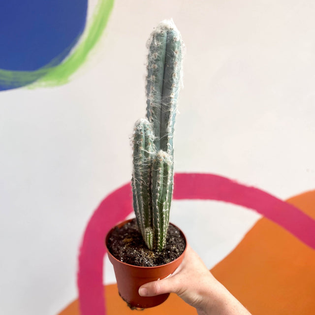 Blue Columnar Cactus - Pilosocereus pachycladus – Sprouts of Bristol