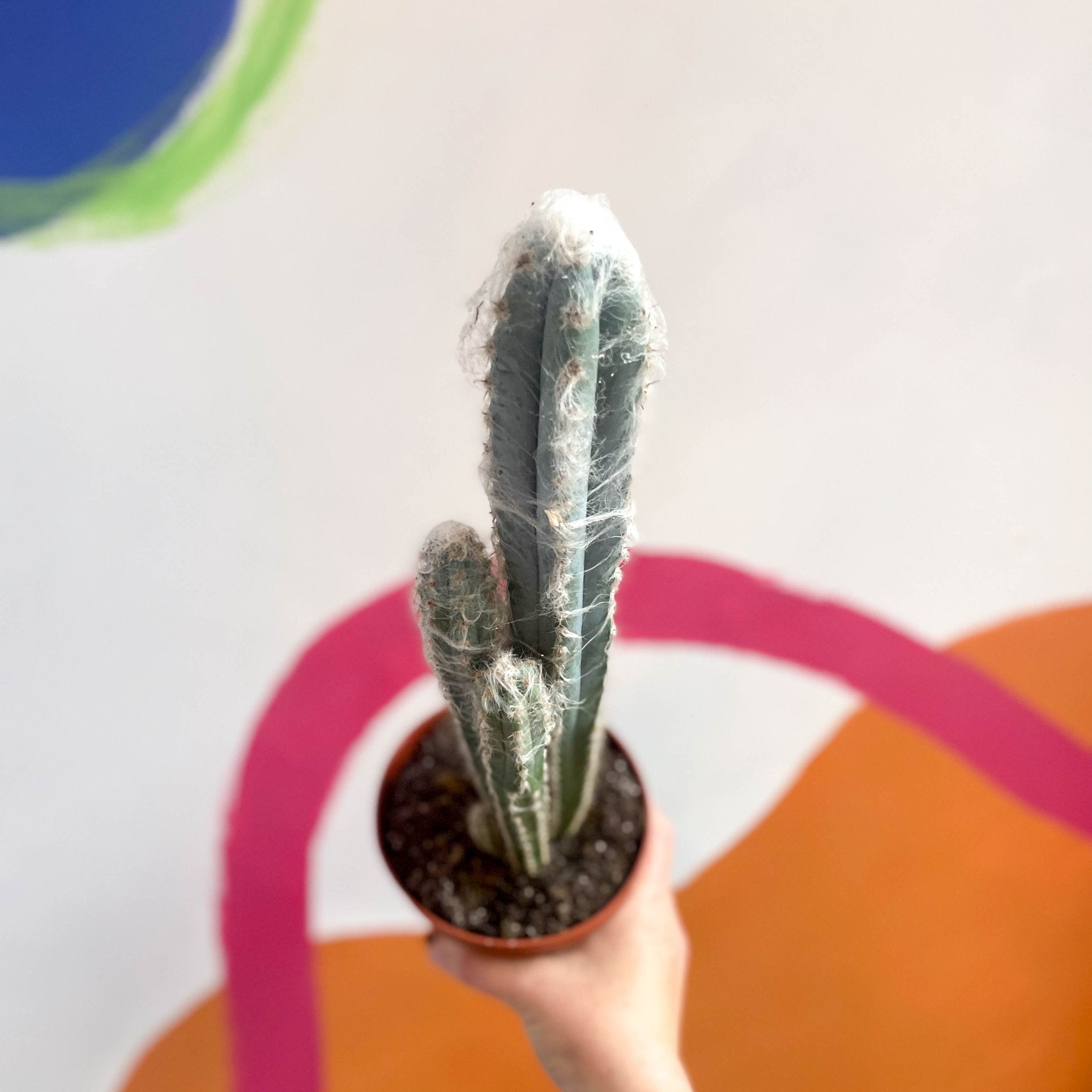 Blue Columnar Cactus - Pilosocereus pachycladus – Sprouts of Bristol