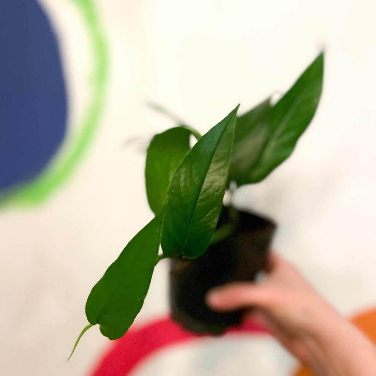 Epipremnum pinnatum - Blue Form Pothos – Sprouts of Bristol