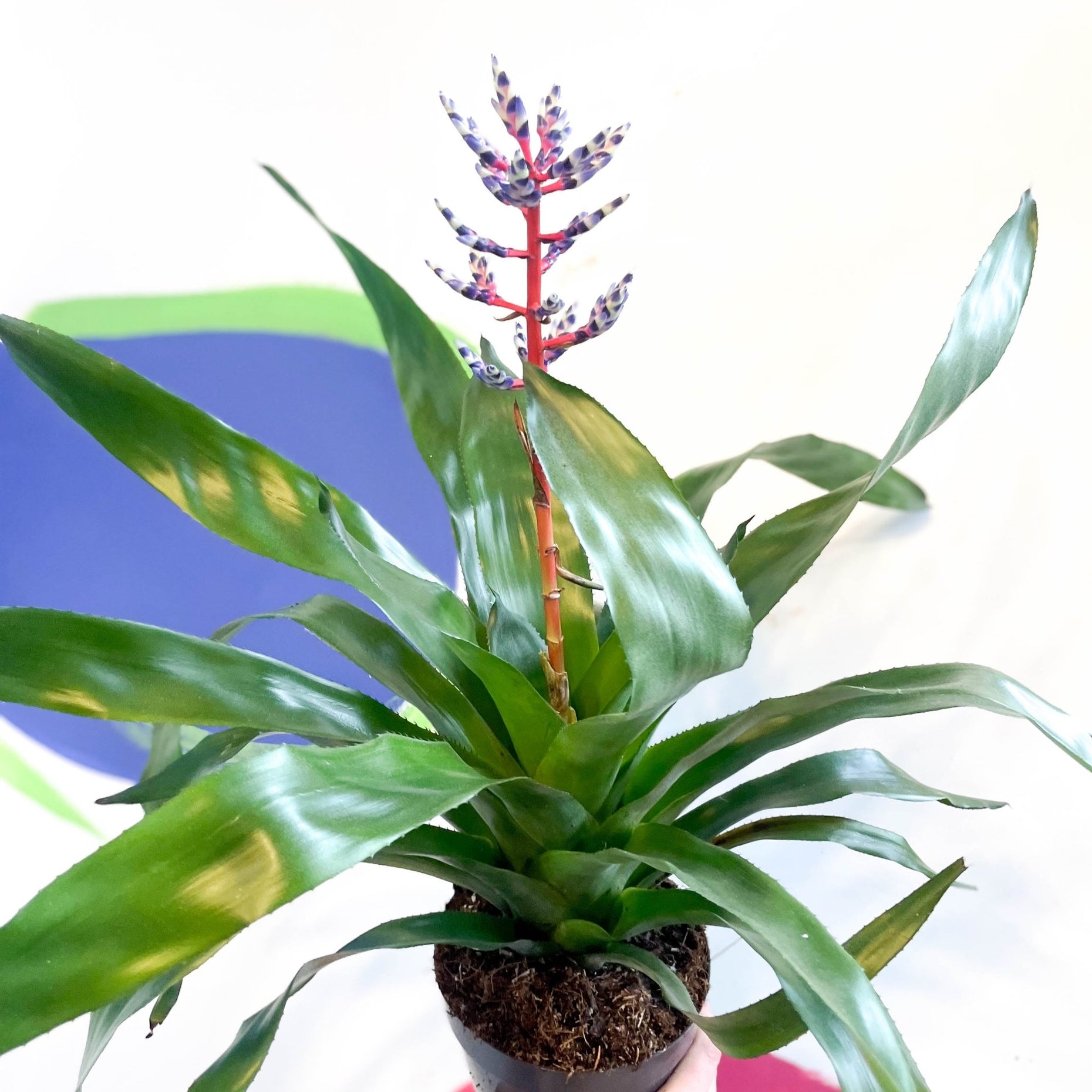 Aechmea 'Blue Rain' - Blue Rain Bromeliad – Sprouts of Bristol