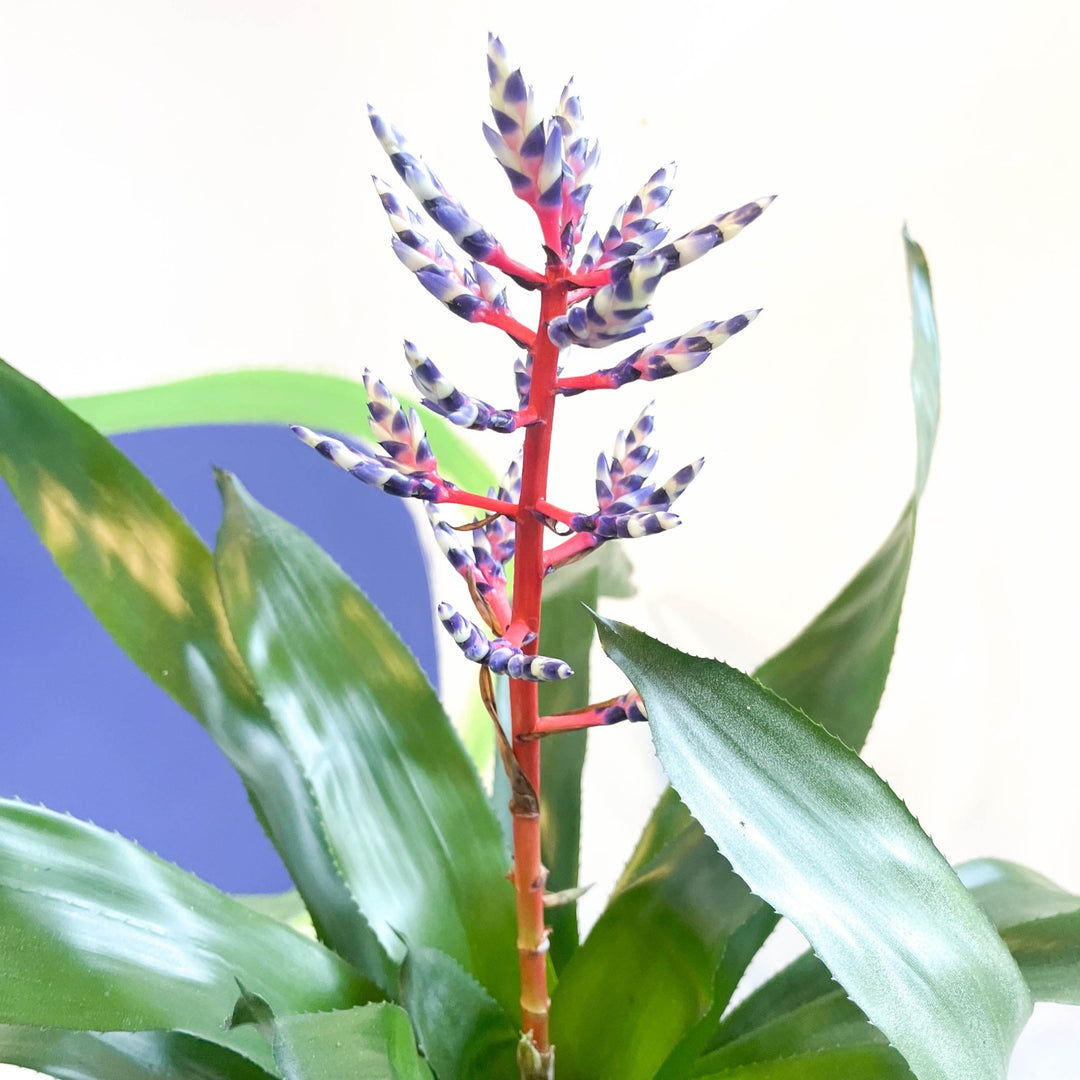 Aechmea 'Blue Rain' - Blue Rain Bromeliad – Sprouts of Bristol