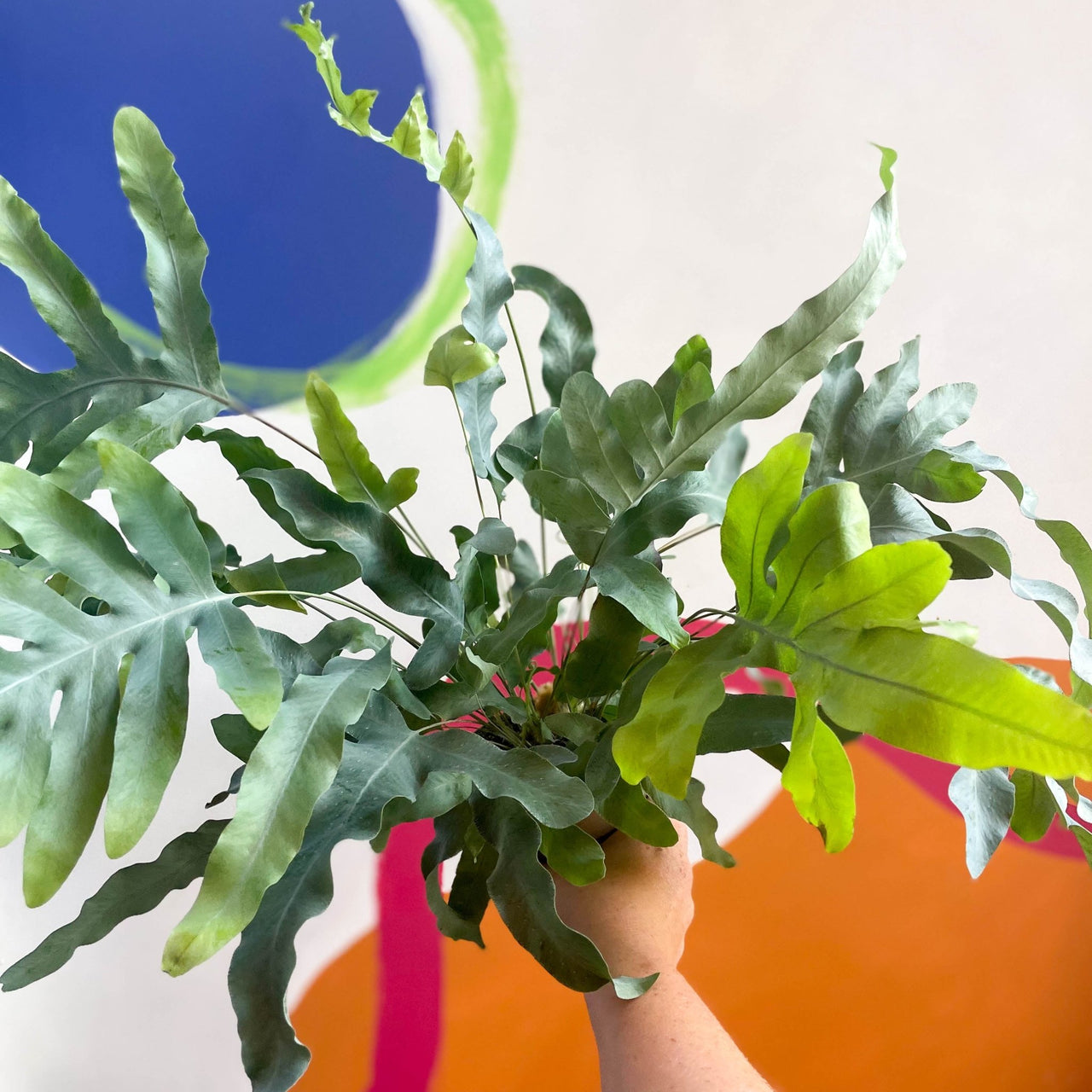Phlebodium aureum - Blue Star Fern – Sprouts of Bristol