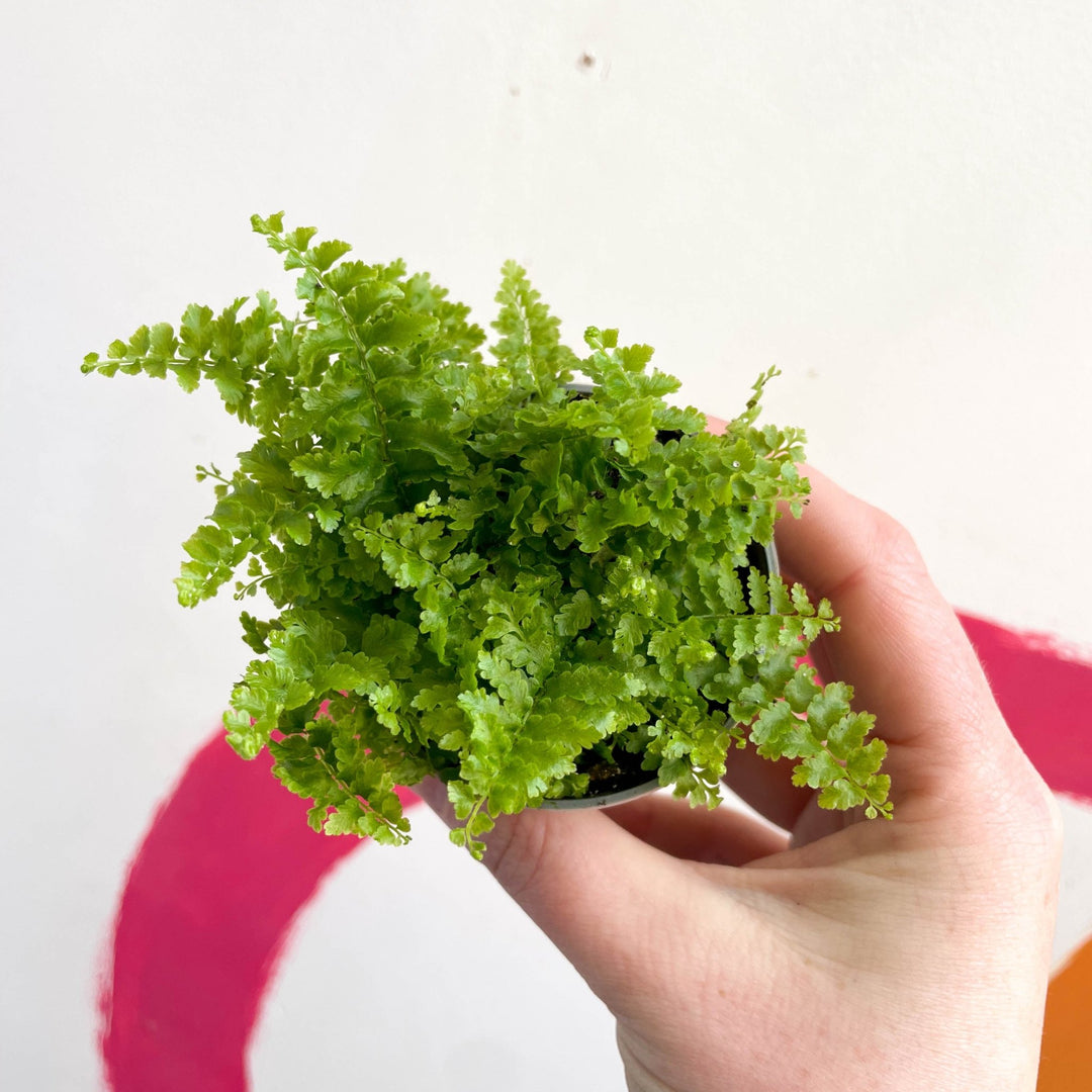 Nephrolepis exaltata 'Fluffy Ruffle' - Boston Fern – Sprouts of Bristol