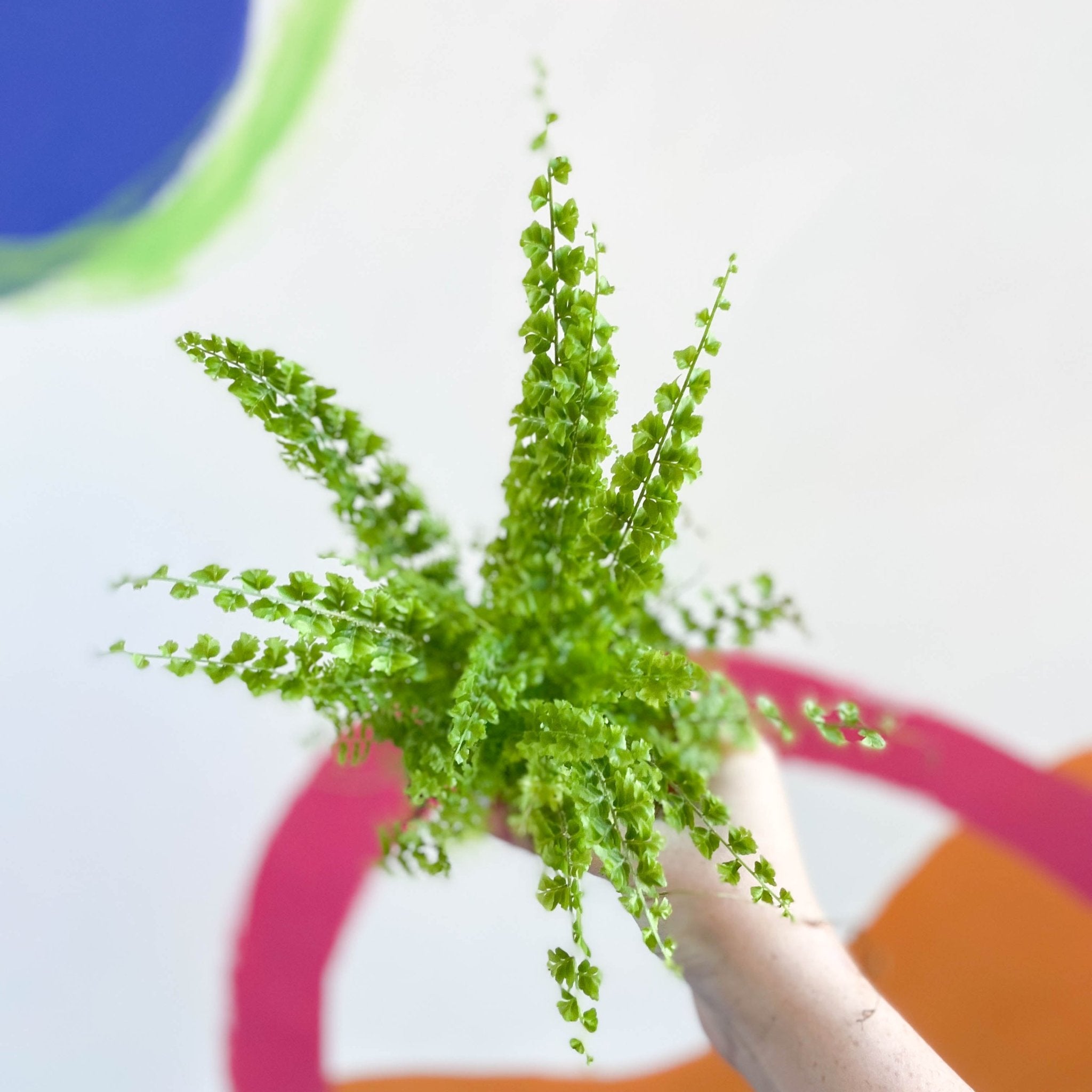 Boston Fern - Nephrolepis exaltata 'Green Fantasy' – Sprouts of Bristol