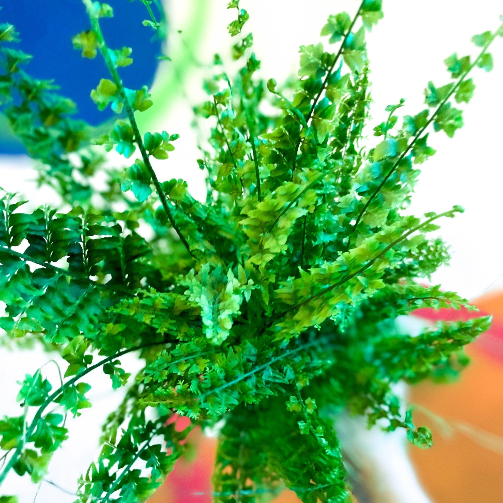 Boston Fern - Nephrolepis exaltata 'Green Fantasy' – Sprouts of Bristol